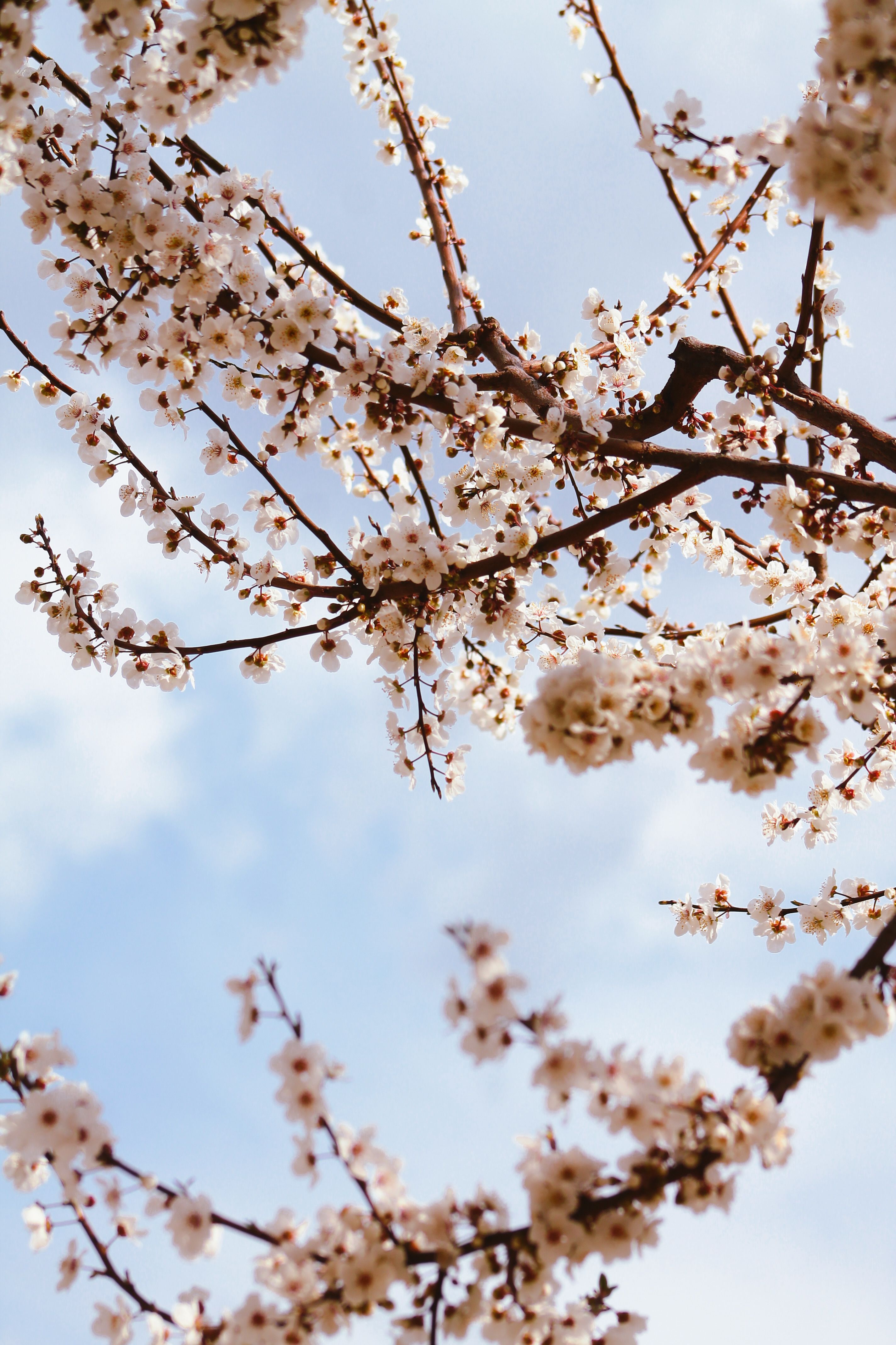 Blossoming Spring Tree · Free Stock Photo