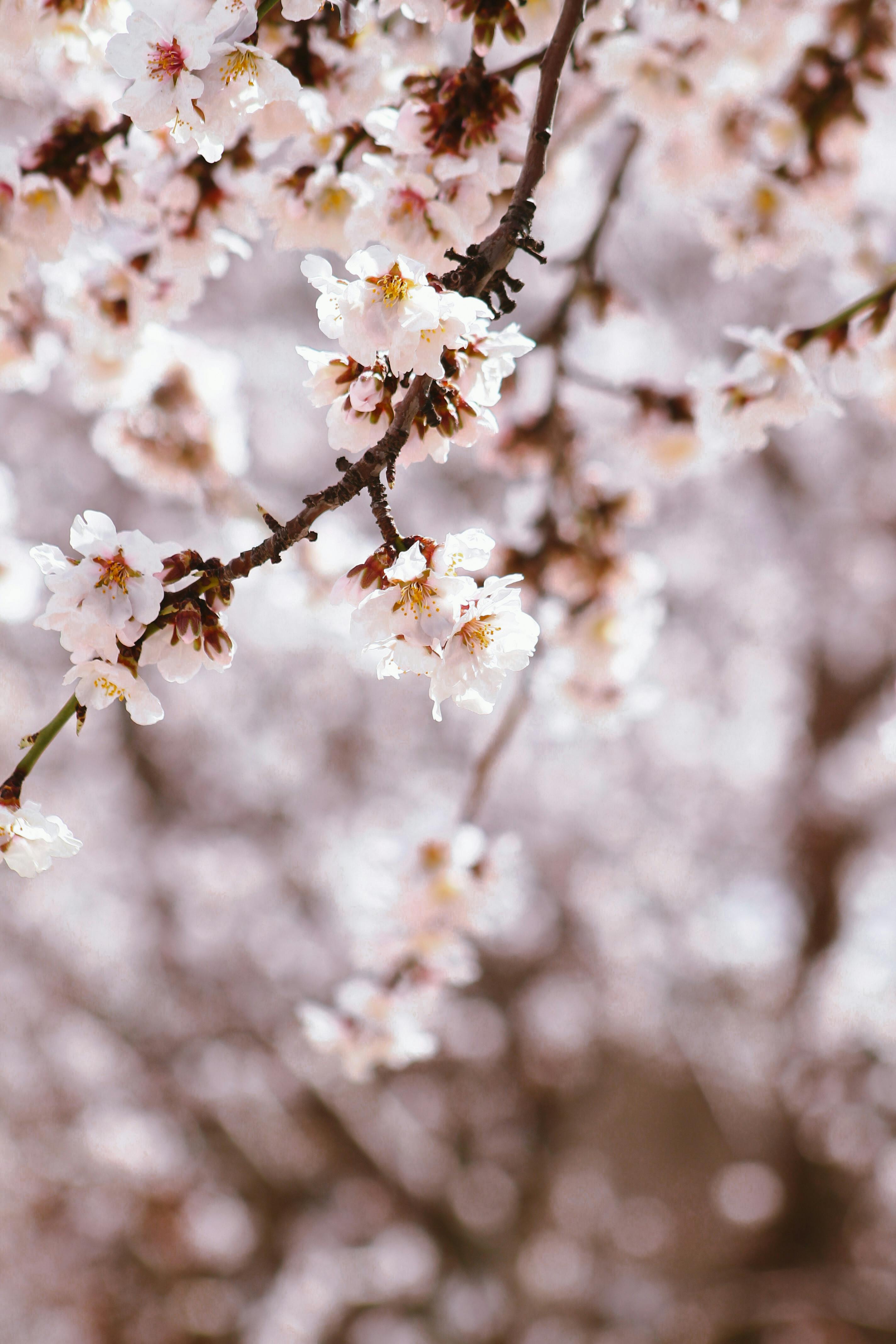 Flowering Tree · Free Stock Photo