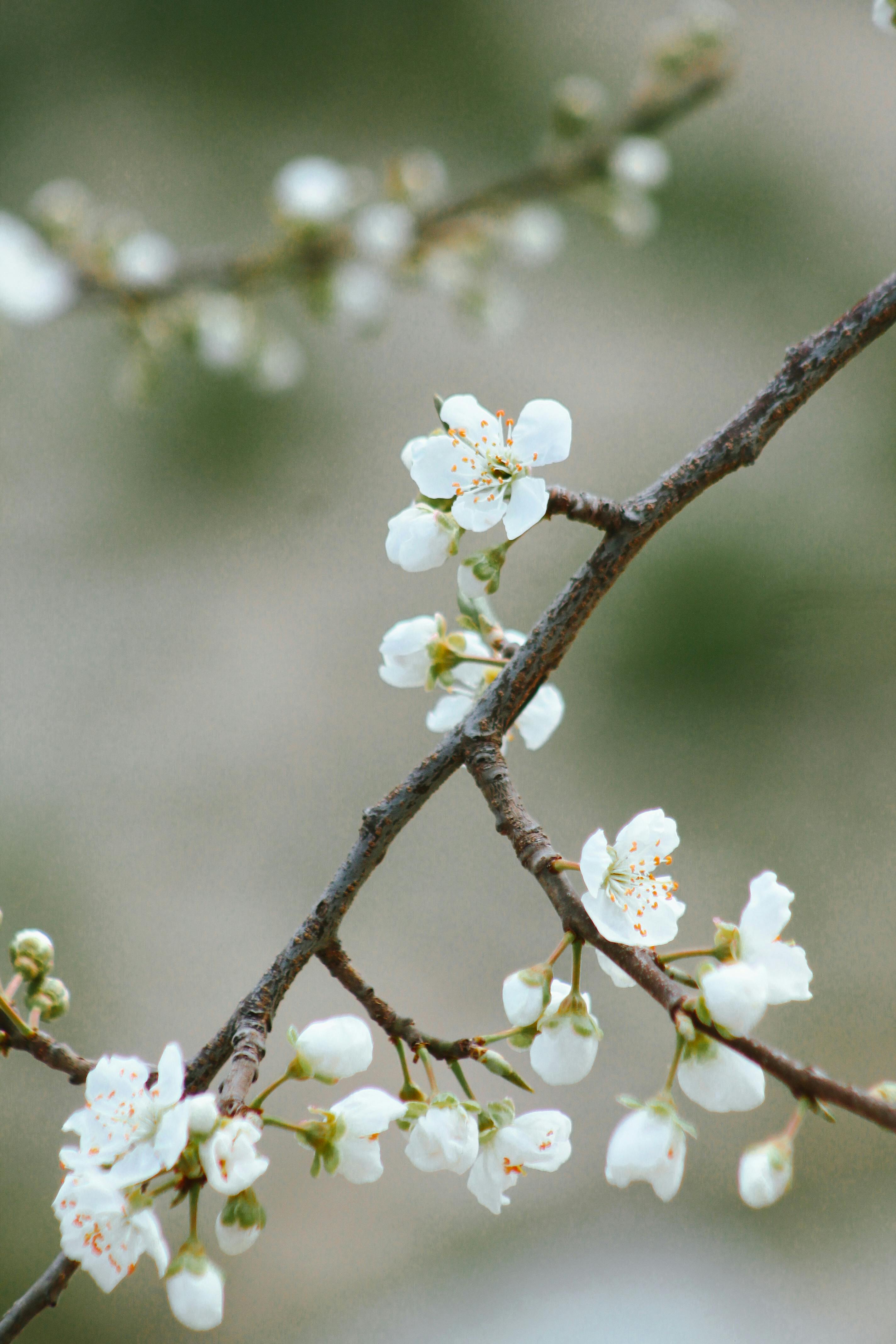 Blossoming Spring Tree · Free Stock Photo