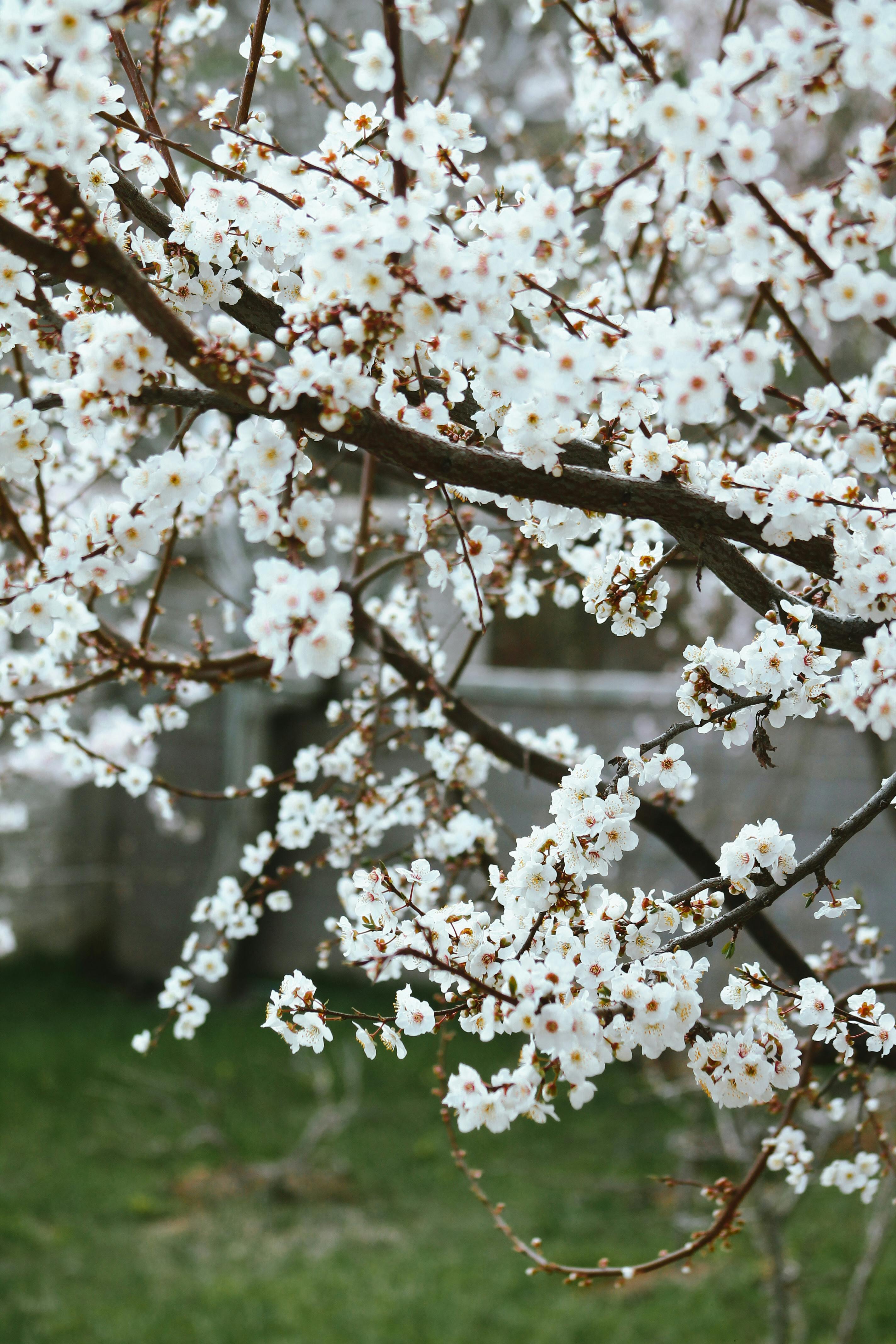 Blossoming Spring Tree · Free Stock Photo
