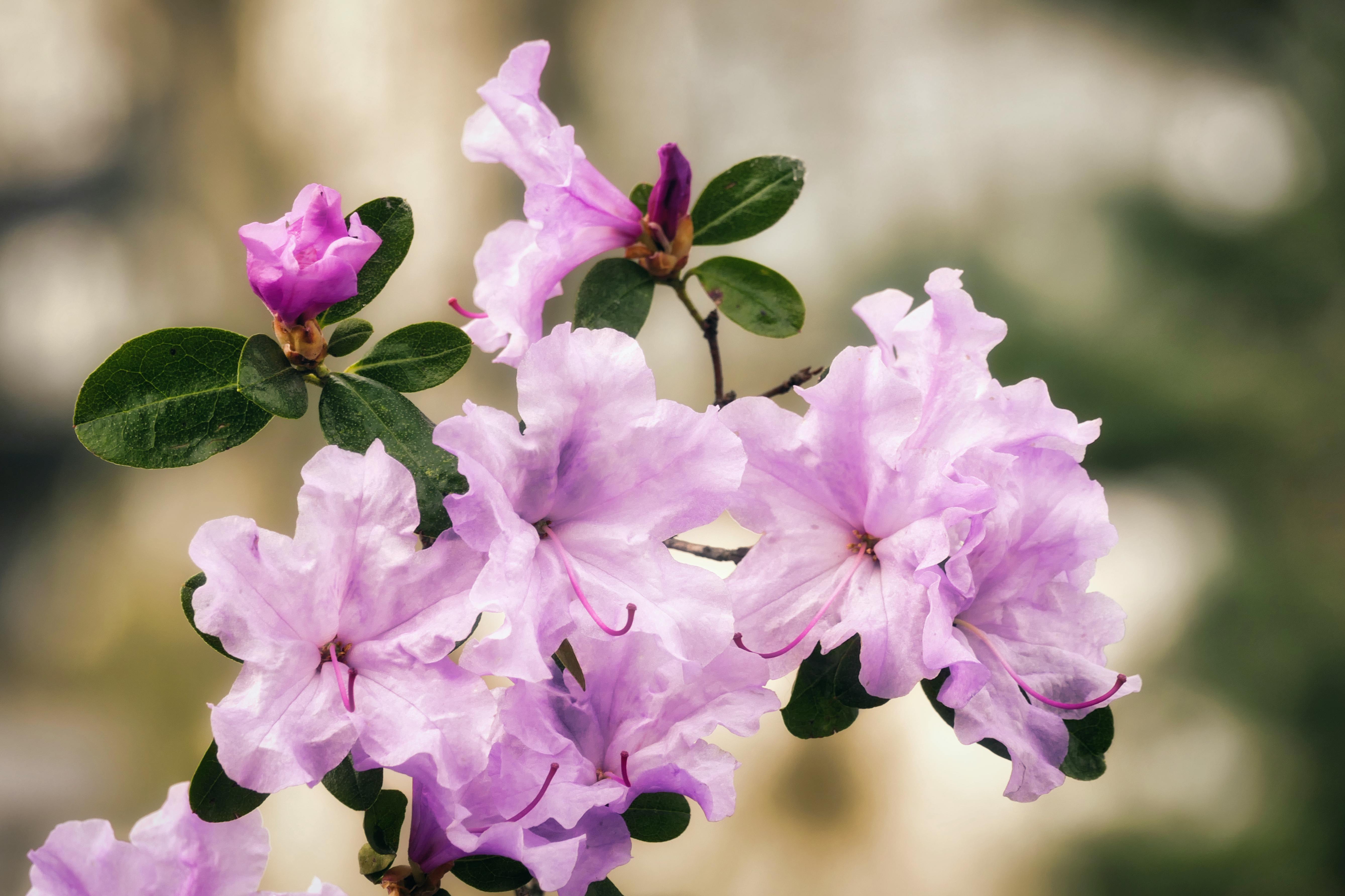 Foto de stock gratuita sobre al aire libre, amable, arbusto, azalea ...
