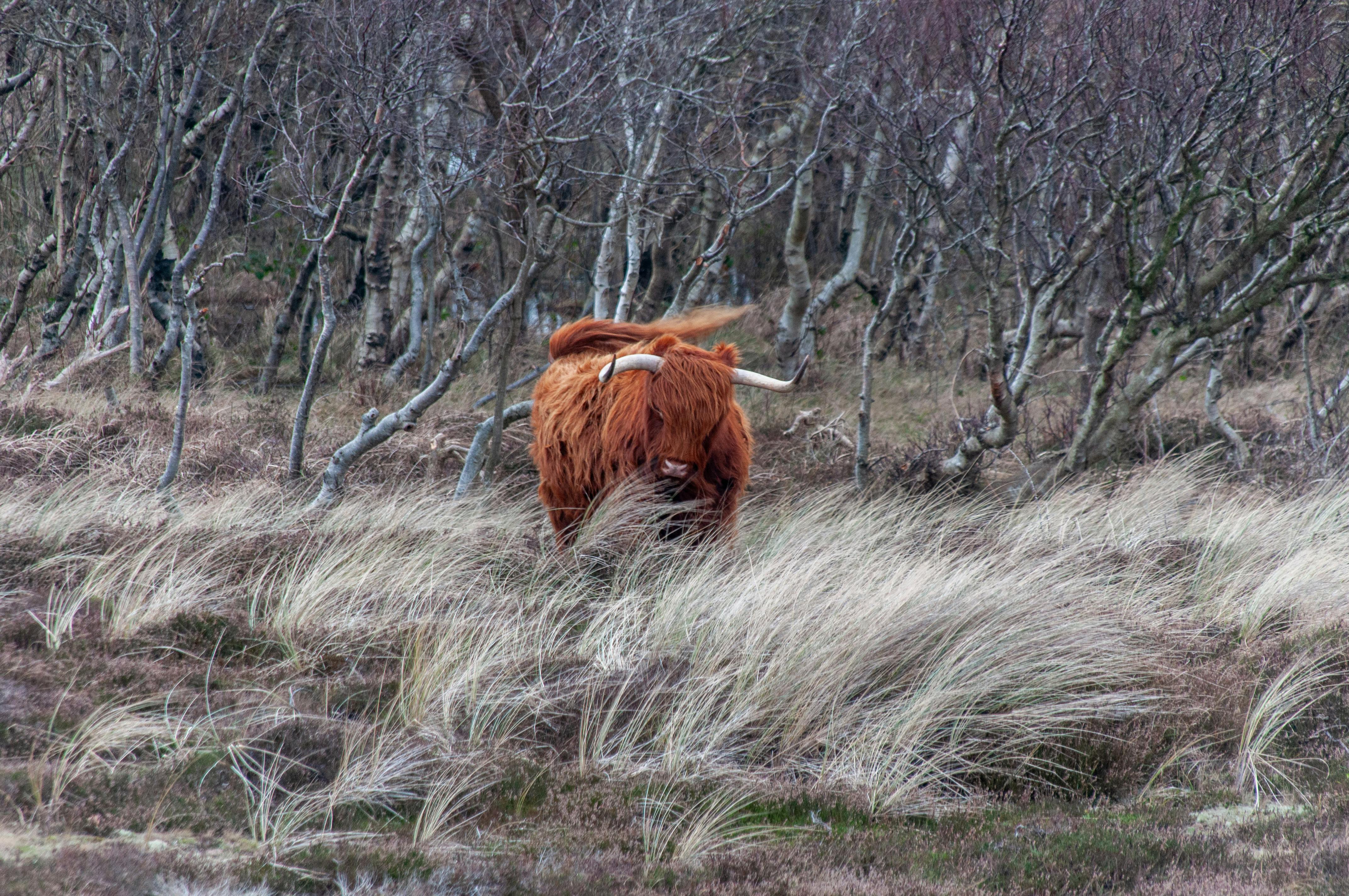 Cow Images Photos, Download The BEST Free Cow Images Stock Photos & HD ...