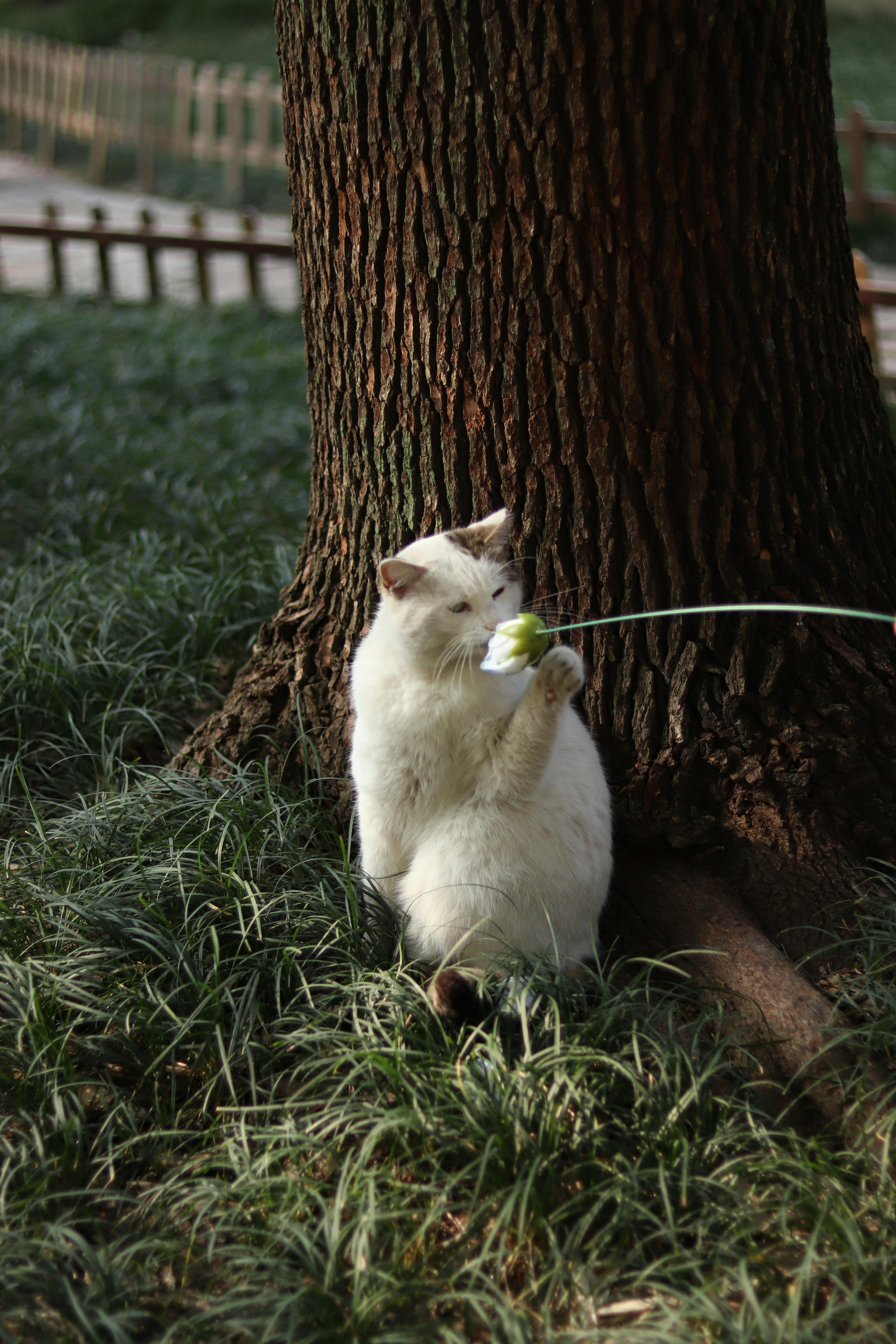 White Cat Under the Tree · Free Stock Photo