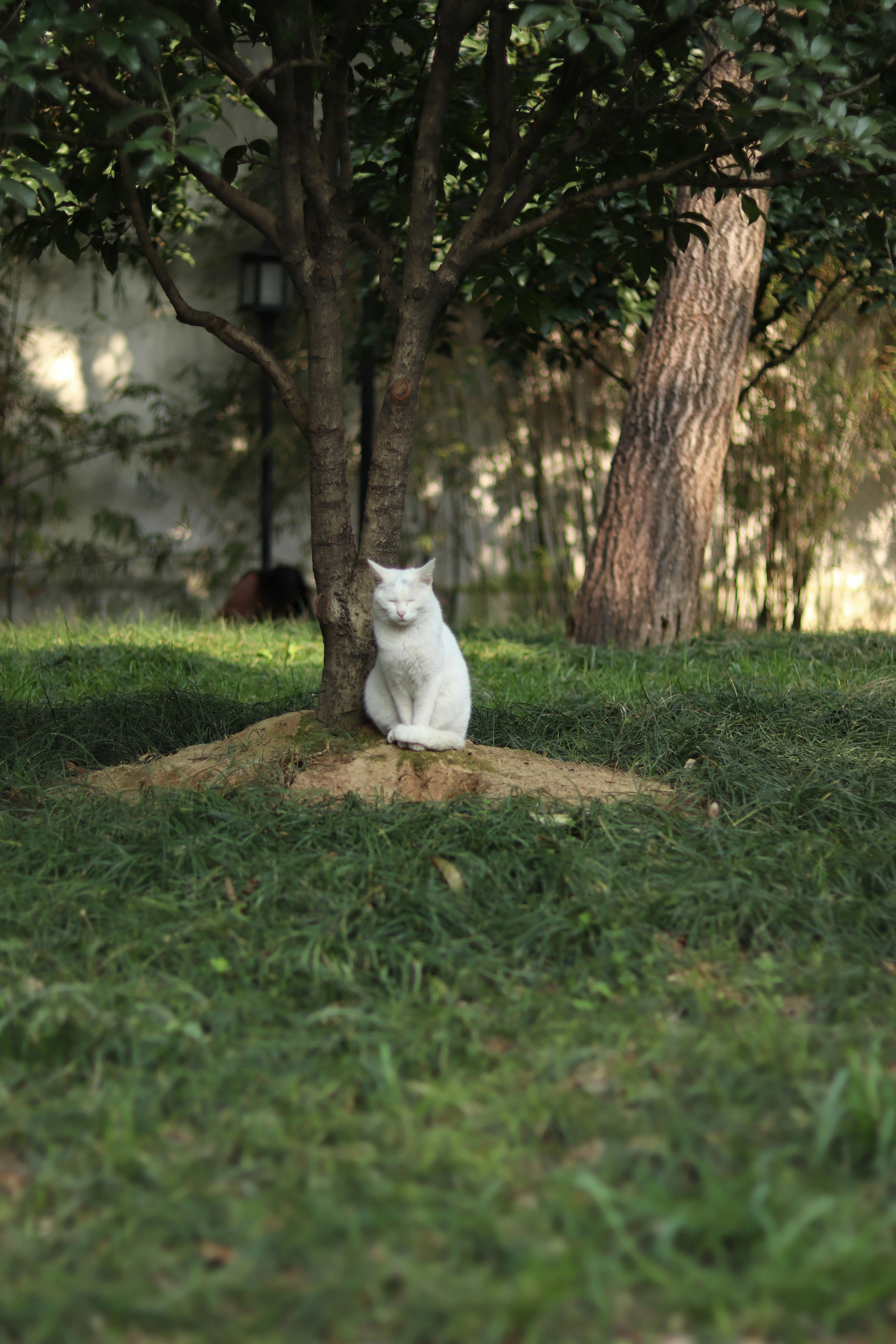 White Cat Under a Tree · Free Stock Photo