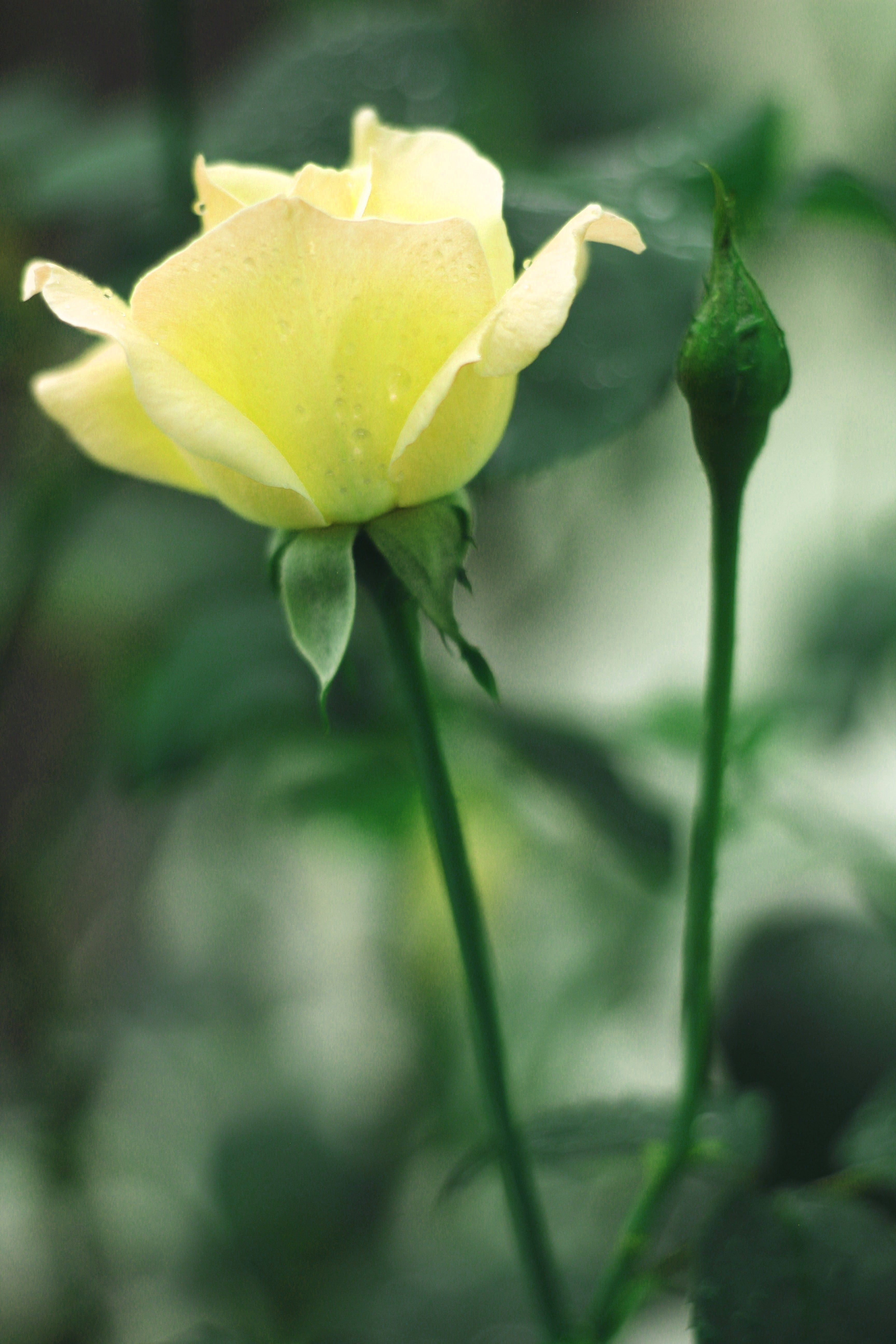 Yellow Petals in the Air Near Black Background · Free Stock Photo