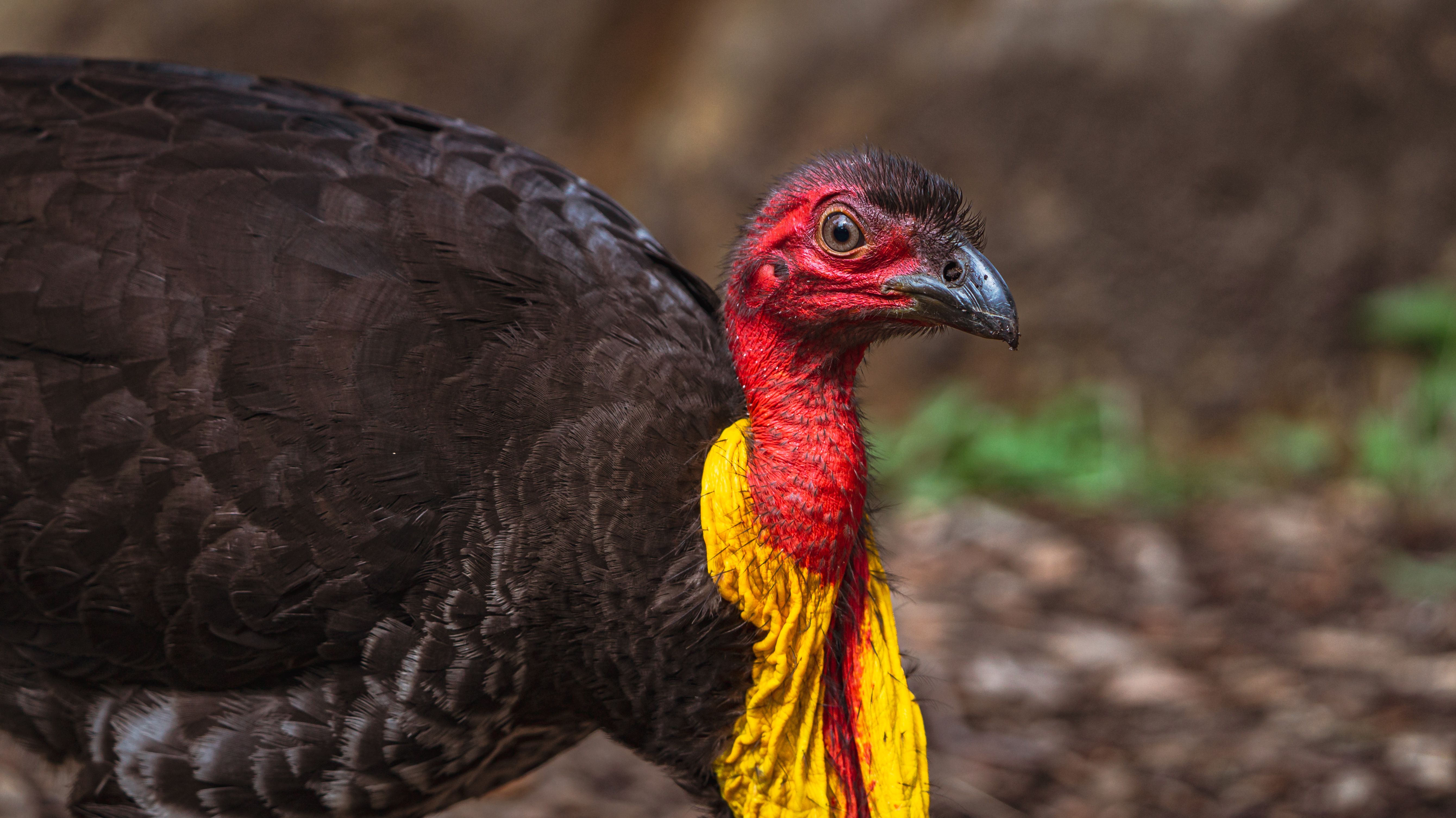 Turkey in a Forest · Free Stock Photo
