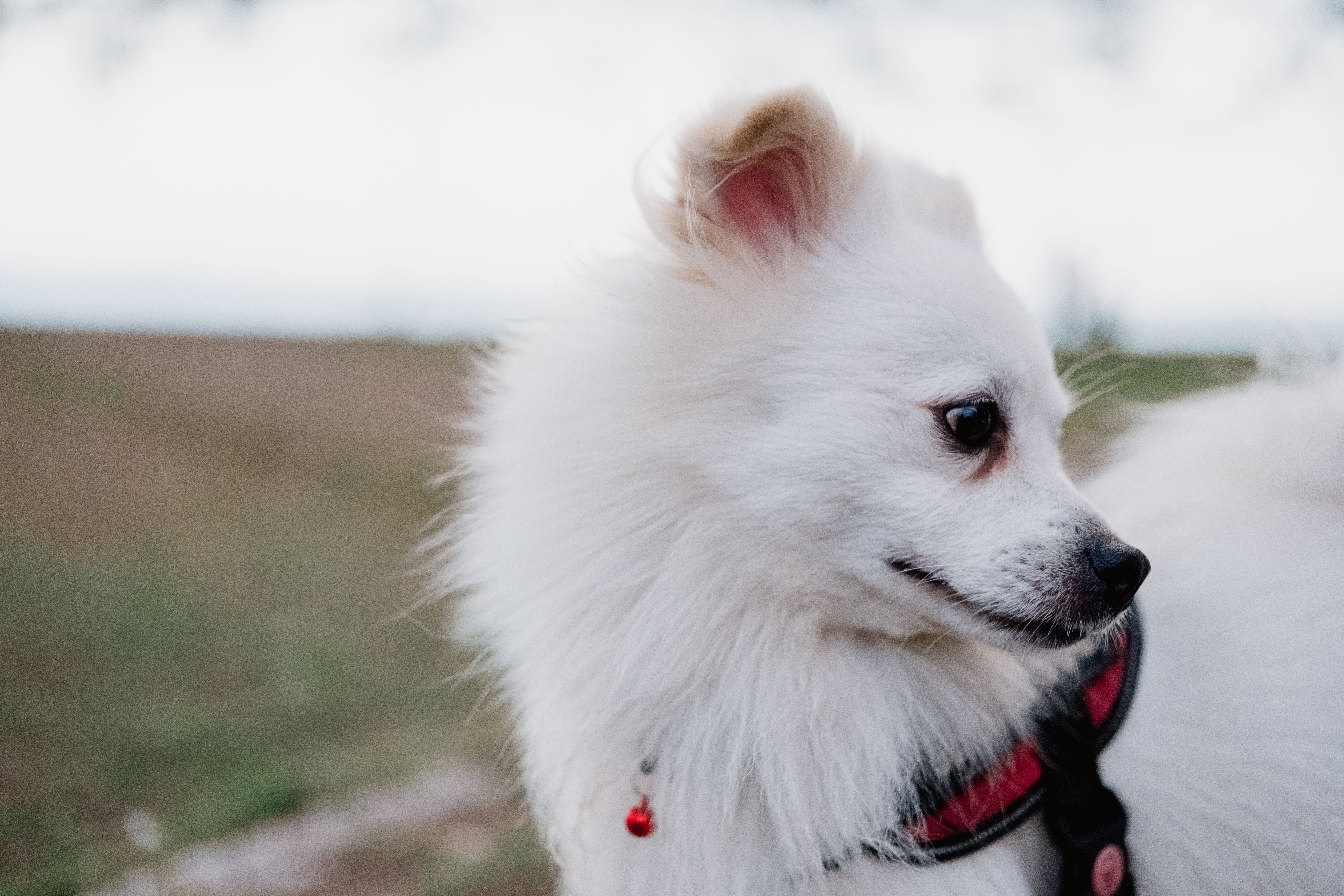 White Dog Puppy · Free Stock Photo