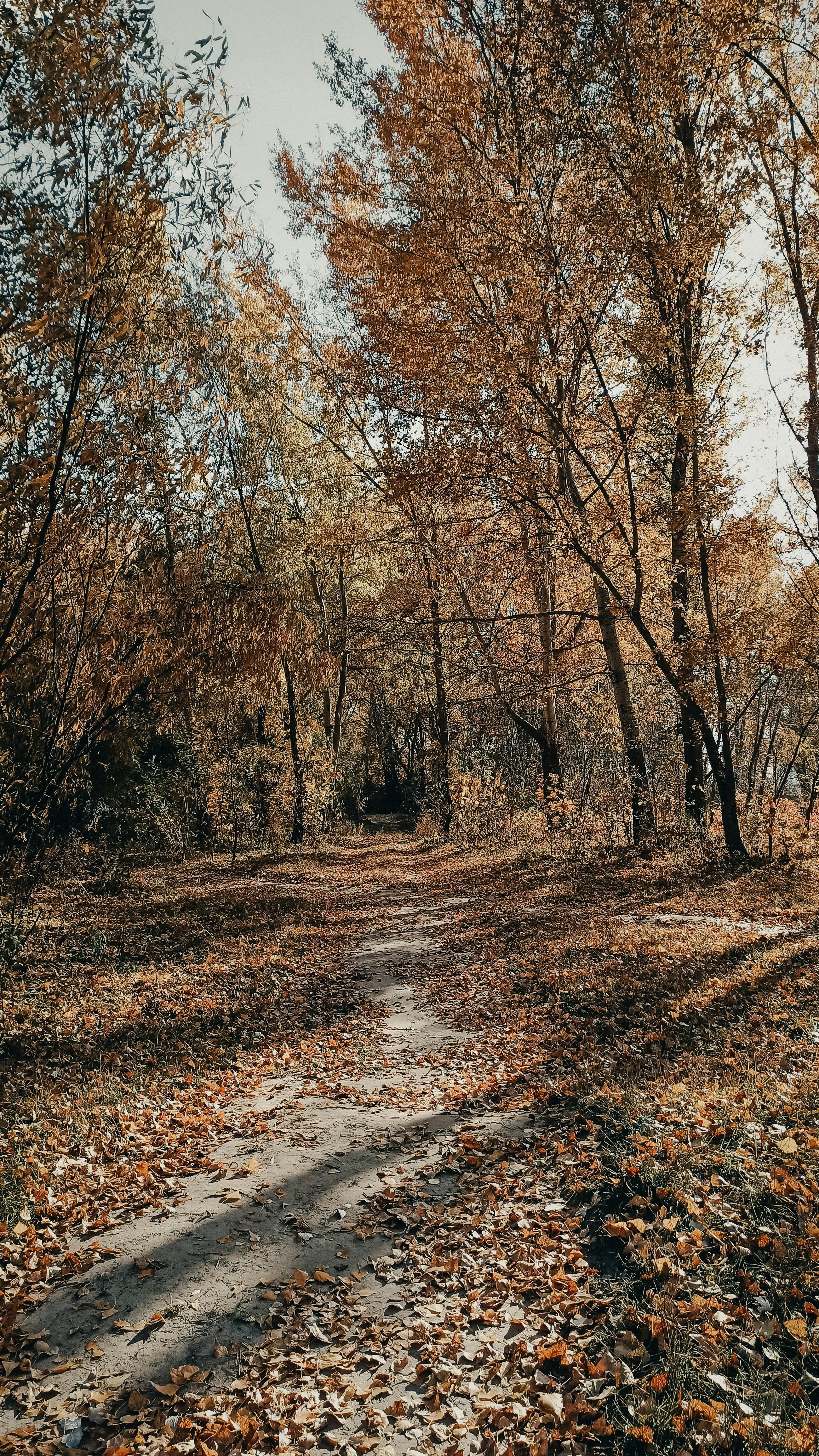 Sentier Pédestre En Forêt En Automne · Photo gratuite