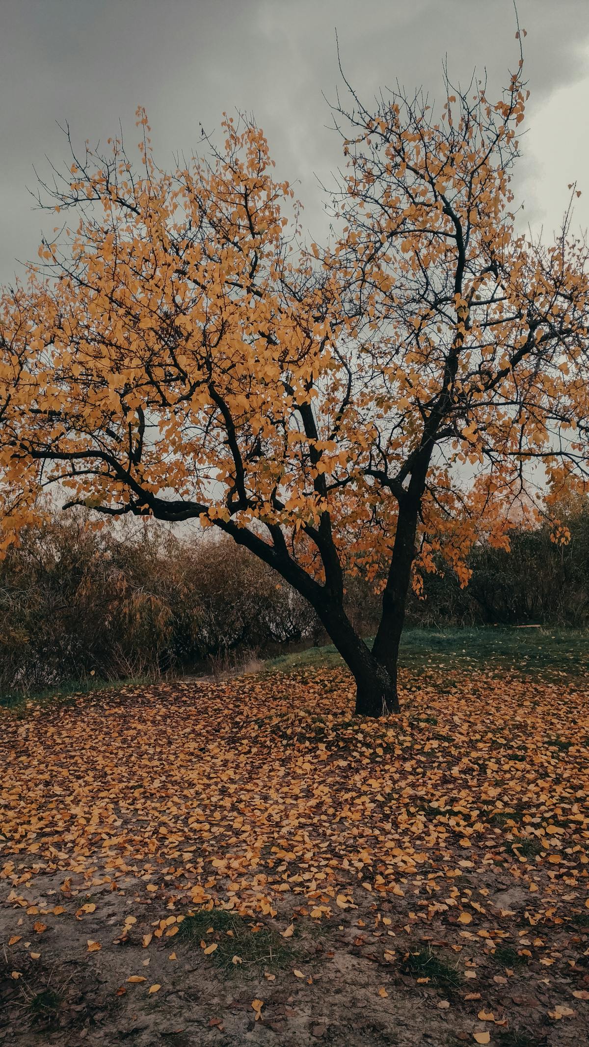Autumn Tree Photos, Download The BEST Free Autumn Tree Stock Photos ...