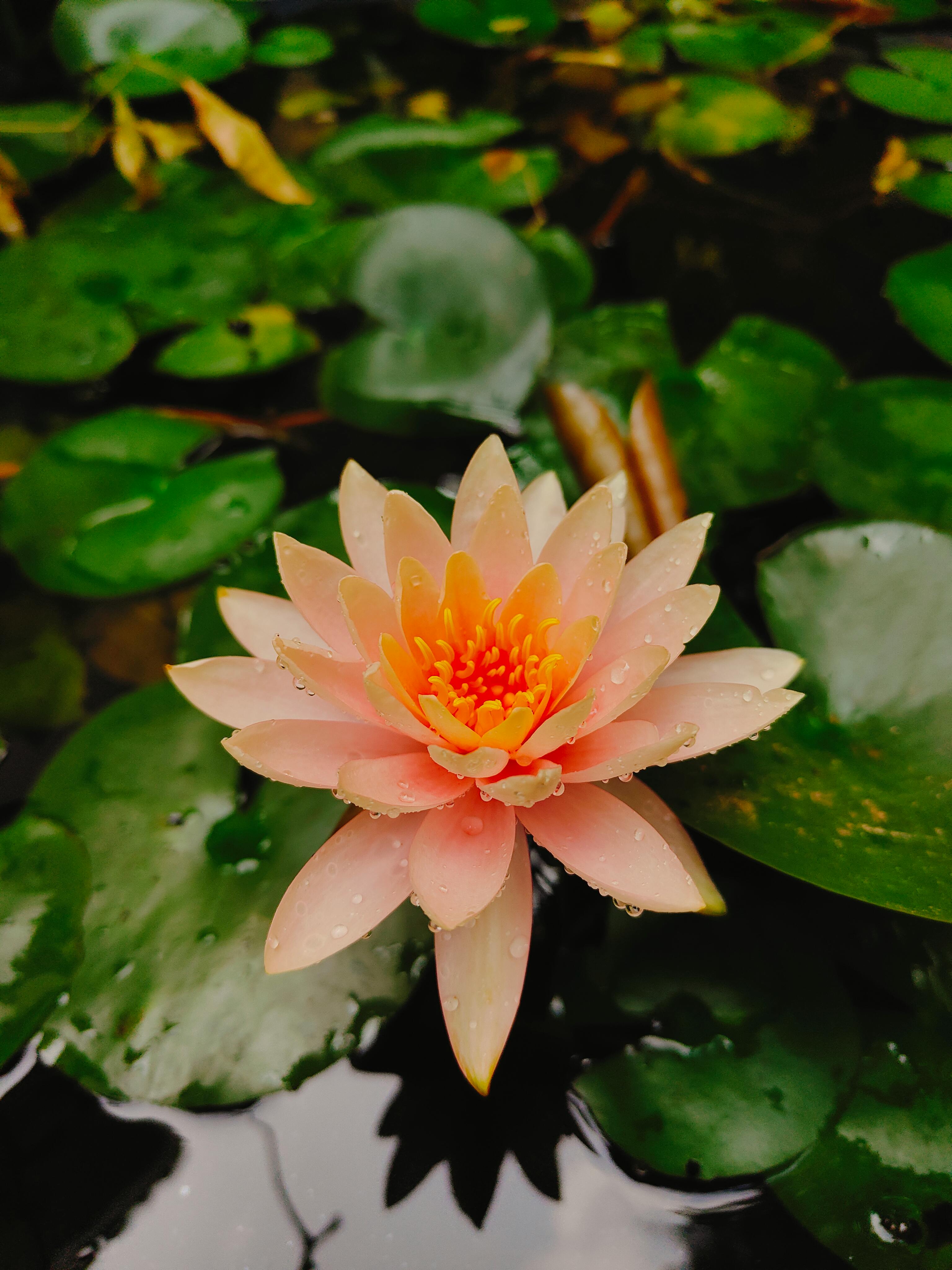 Orange Lotus Flower