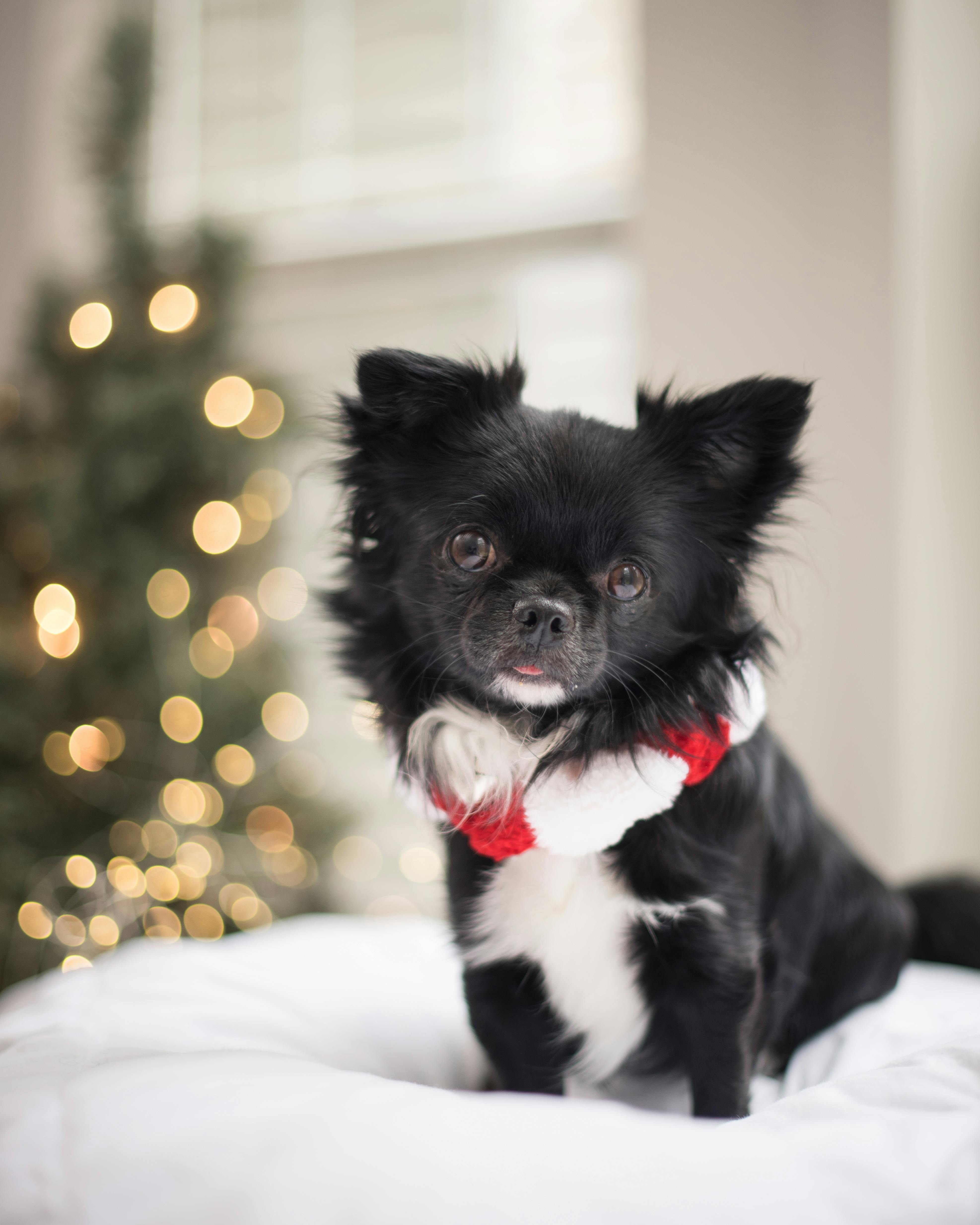 Black Planter Photos, Download The BEST Free Black Planter Stock Photos ...