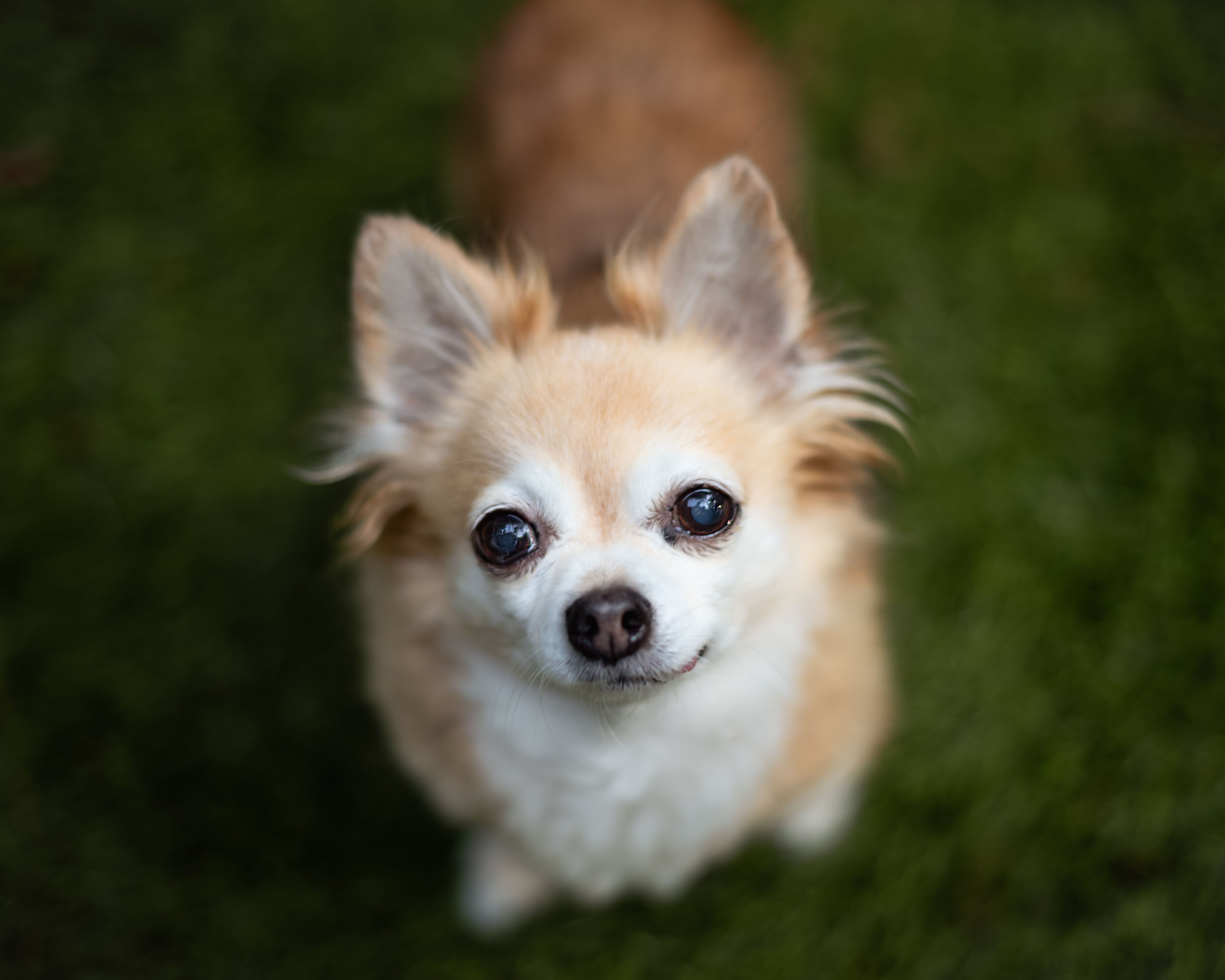 Portrait of a Brown Chihuahua Looking Up at the Camera · Free Stock Photo