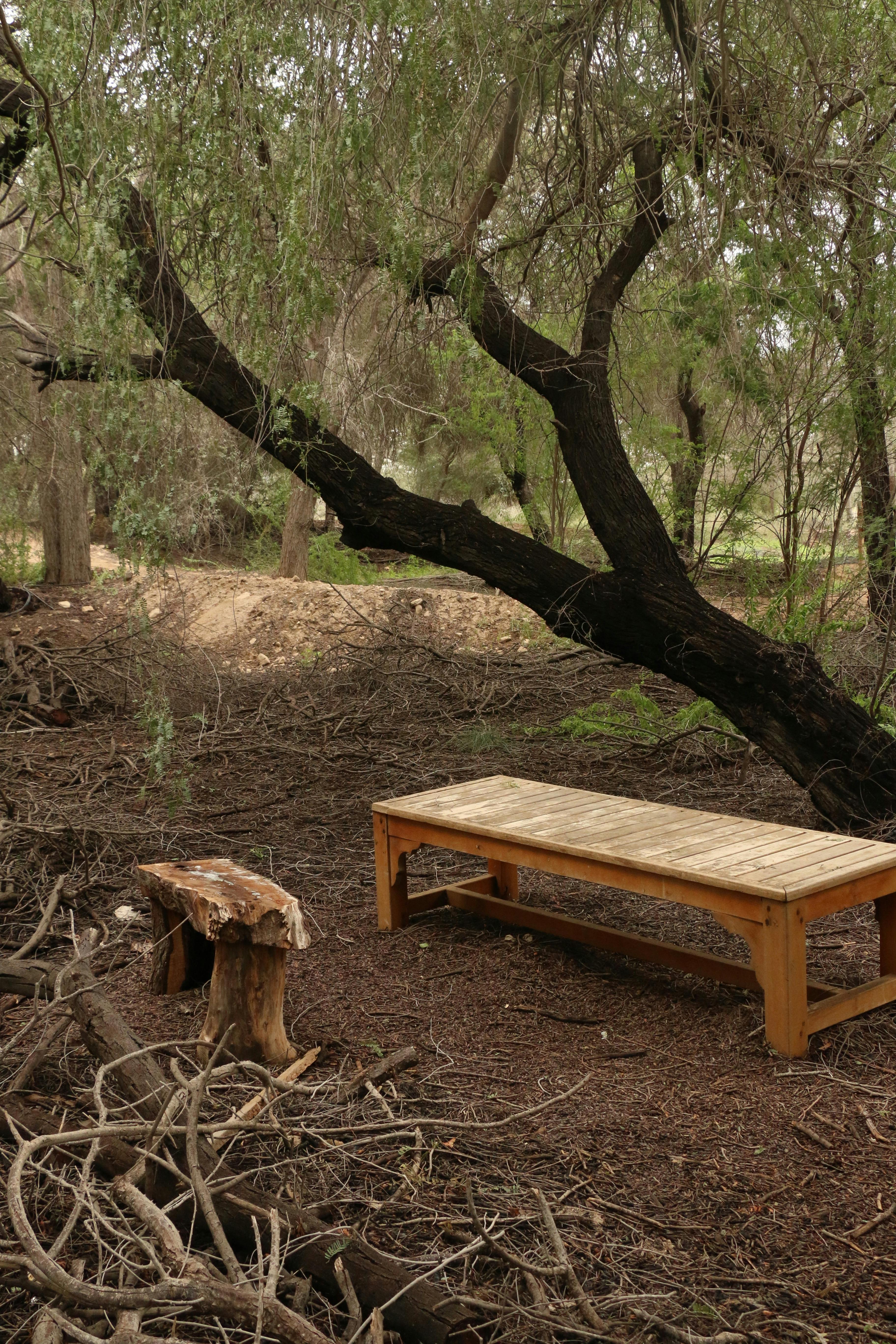Two Wooden Benches Standing under a Tree with a Pile of Branches Lying ...