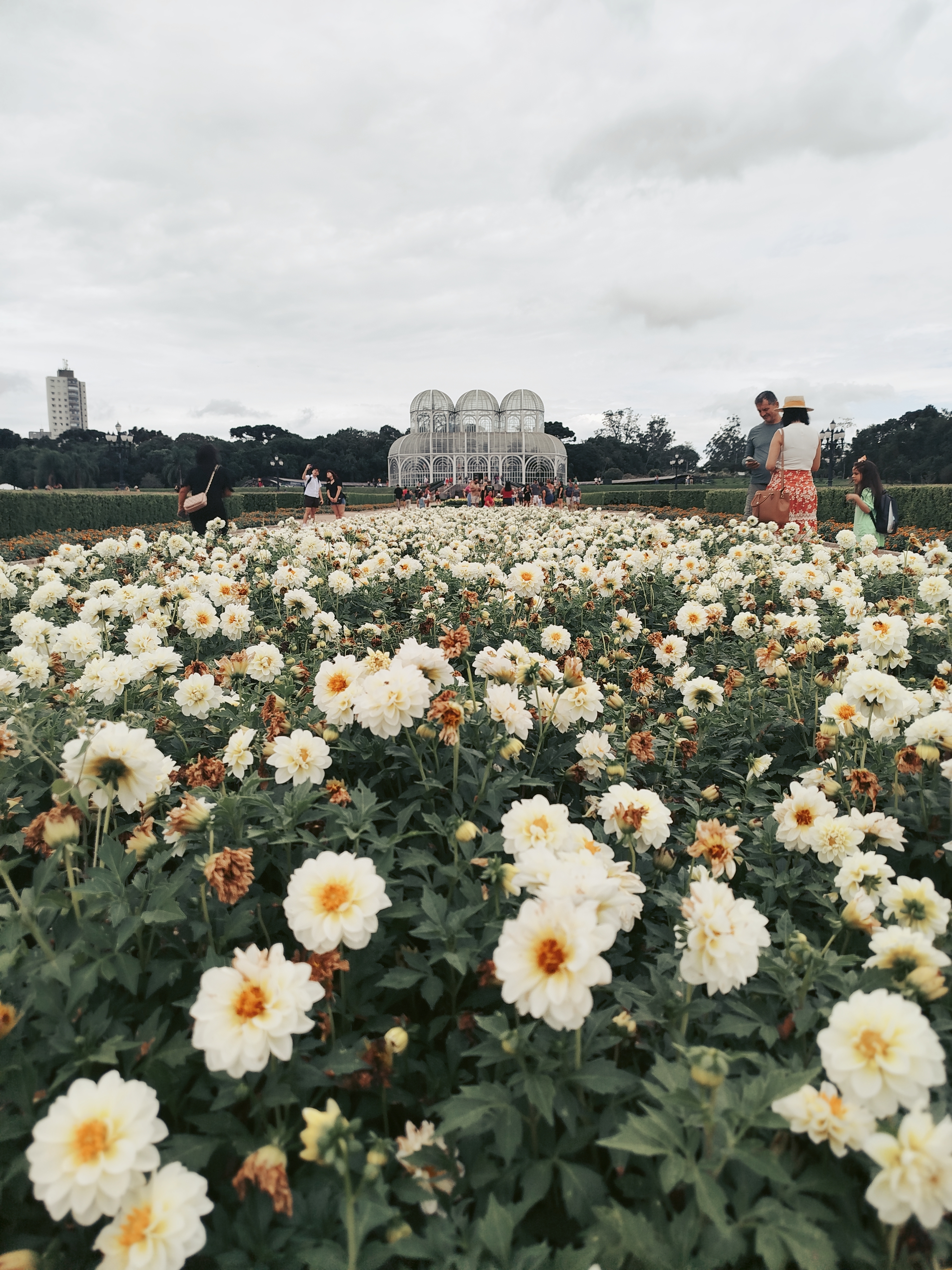 White Flowerbed in the Botanical Garden of Curitiba · Free Stock Photo