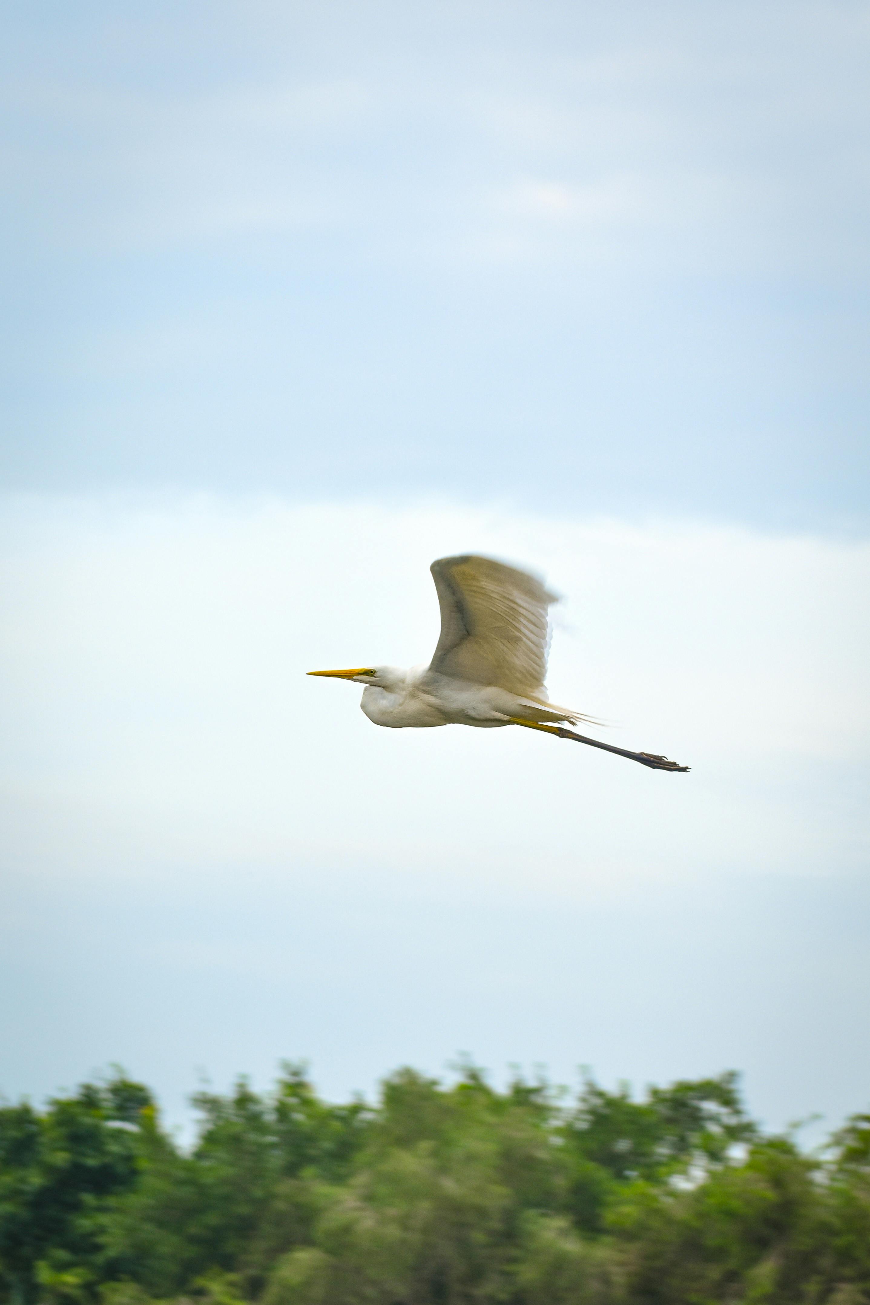 Flying Egret Bird · Free Stock Photo