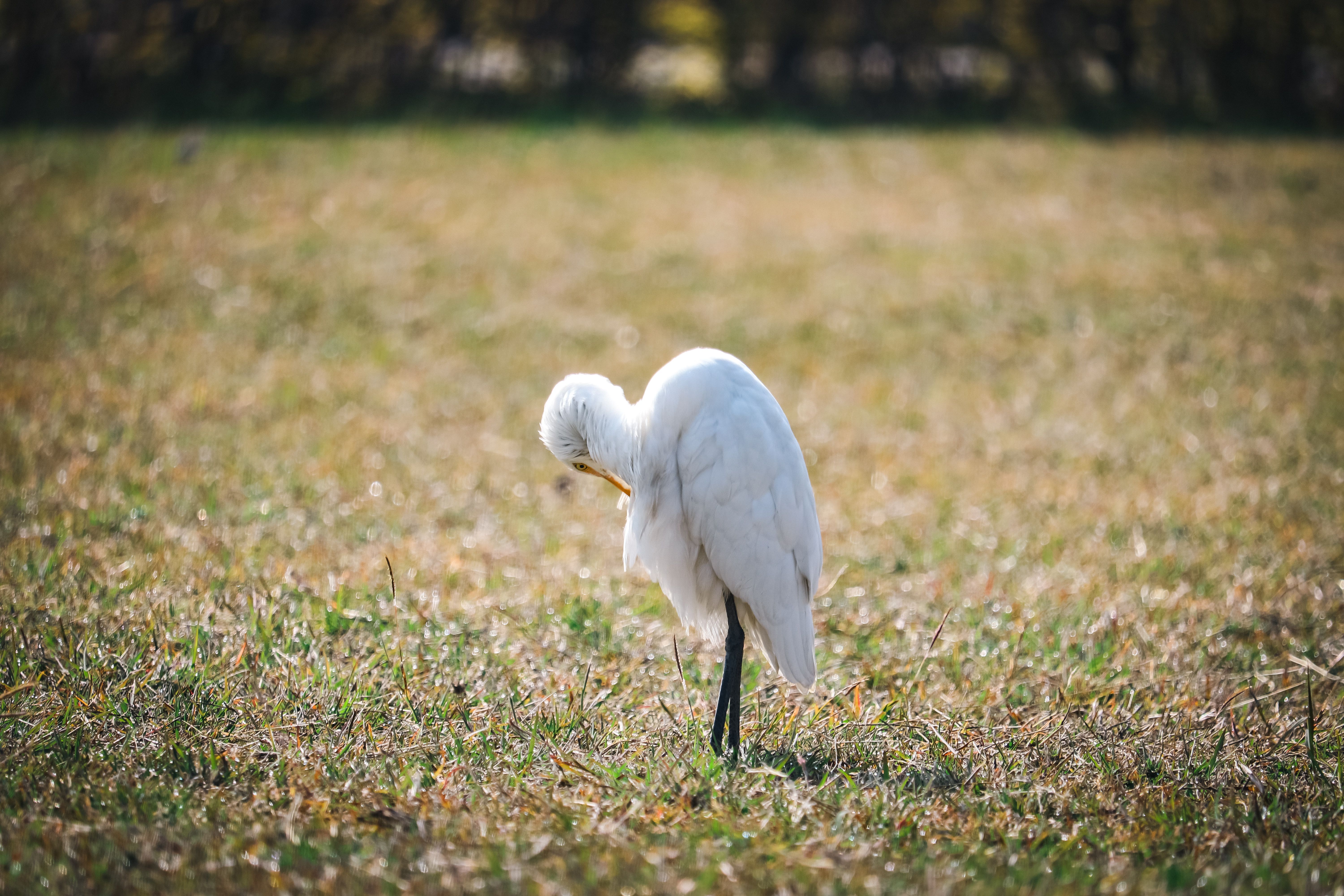 A white bird standing in a field of grass · Free Stock Photo