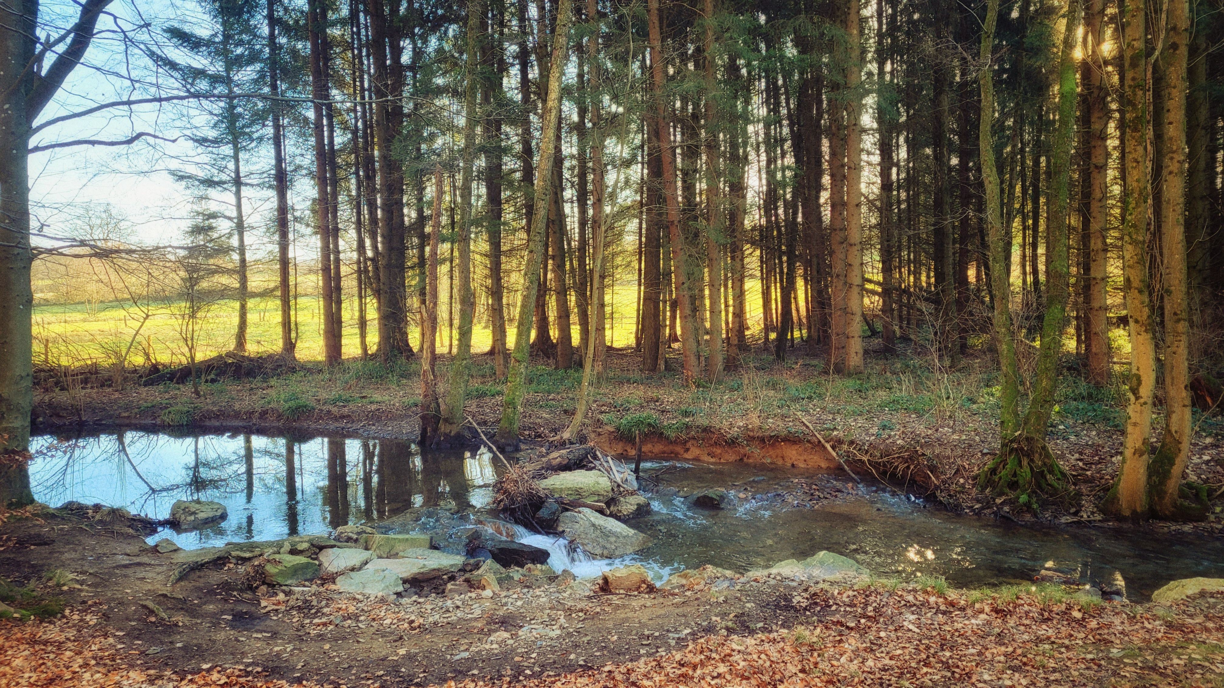 Stream Flowing in Forest in Wild Nature Landscape · Free Stock Photo