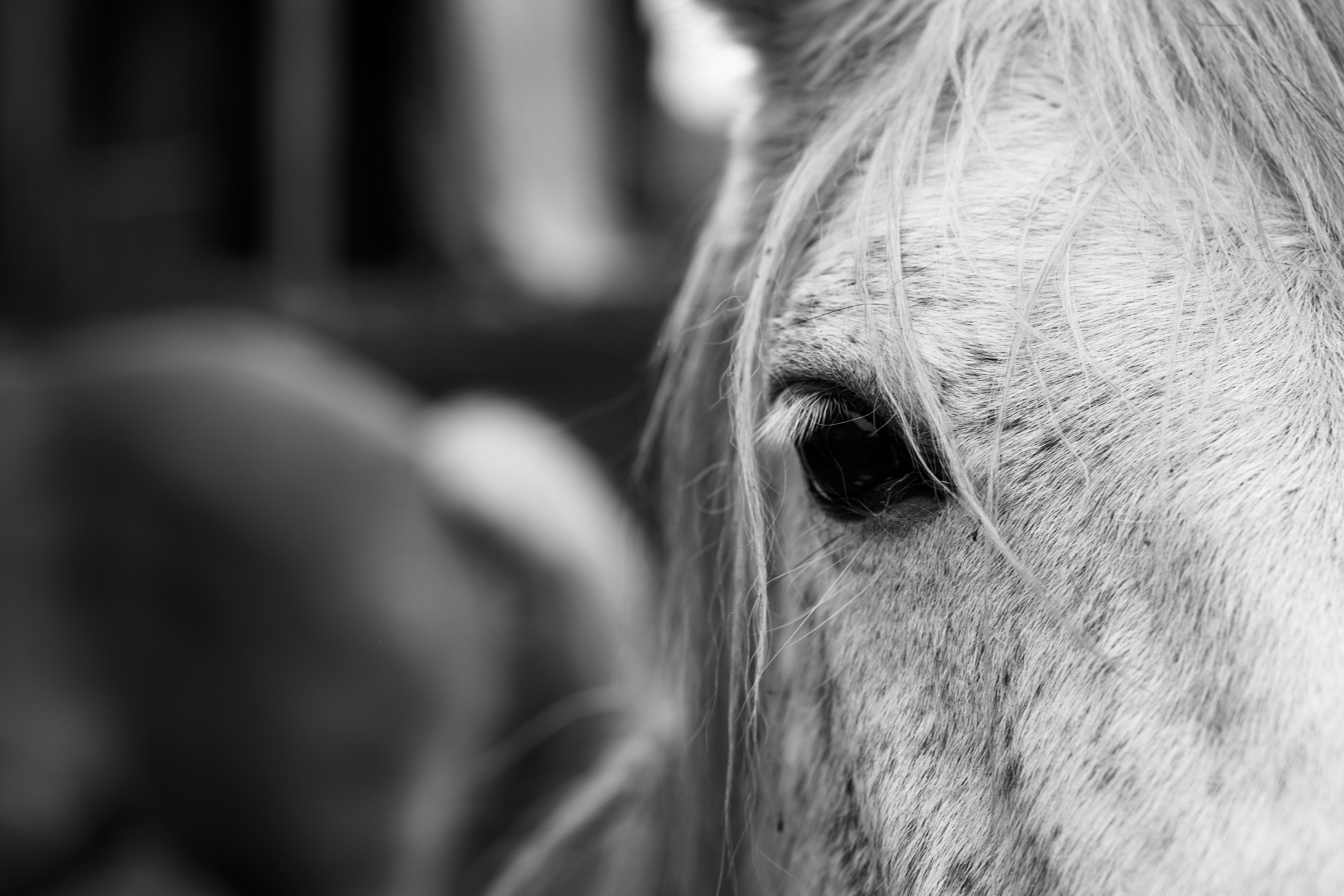 Horse Head in Black and White · Free Stock Photo