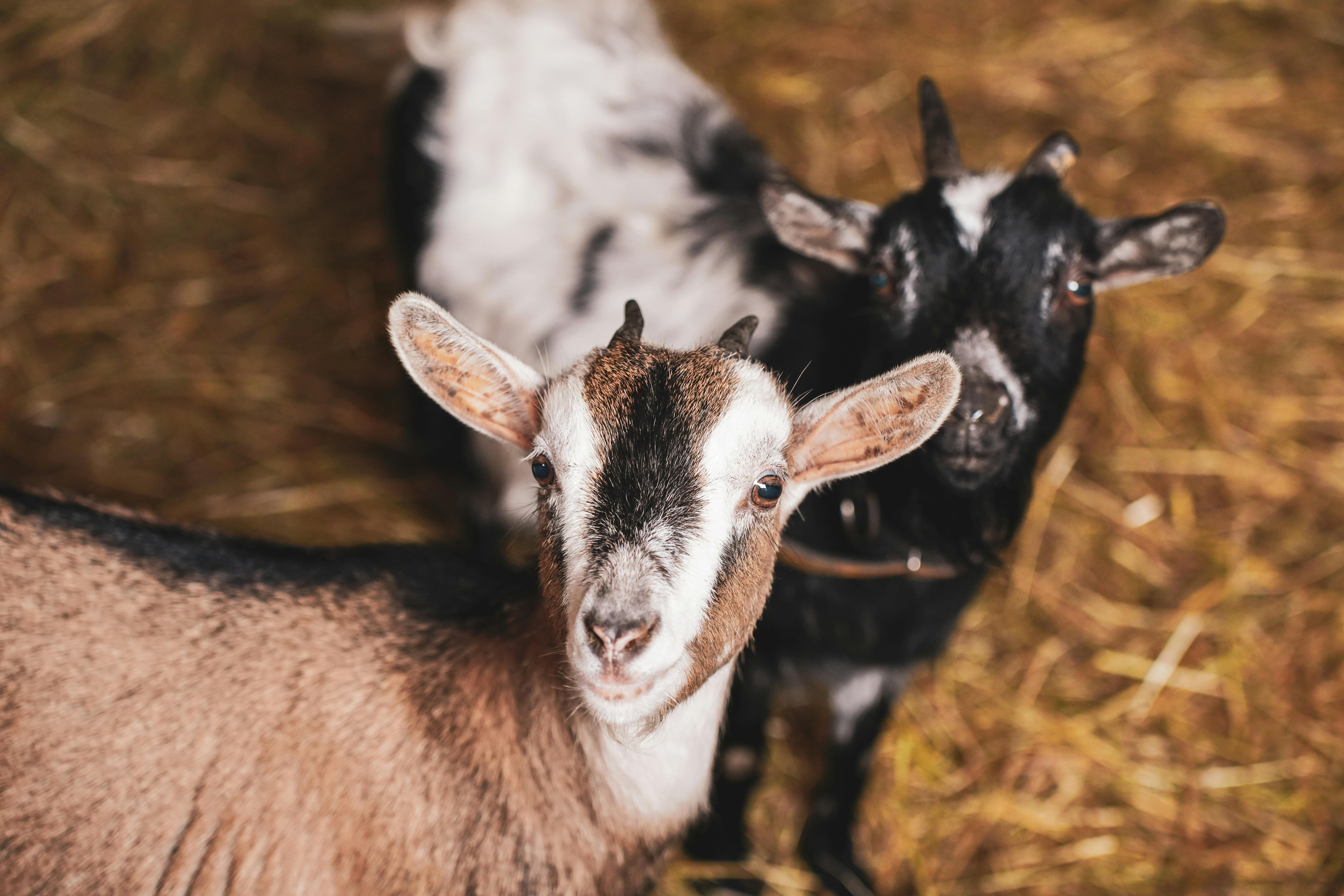Portrait of Goats Kids · Free Stock Photo