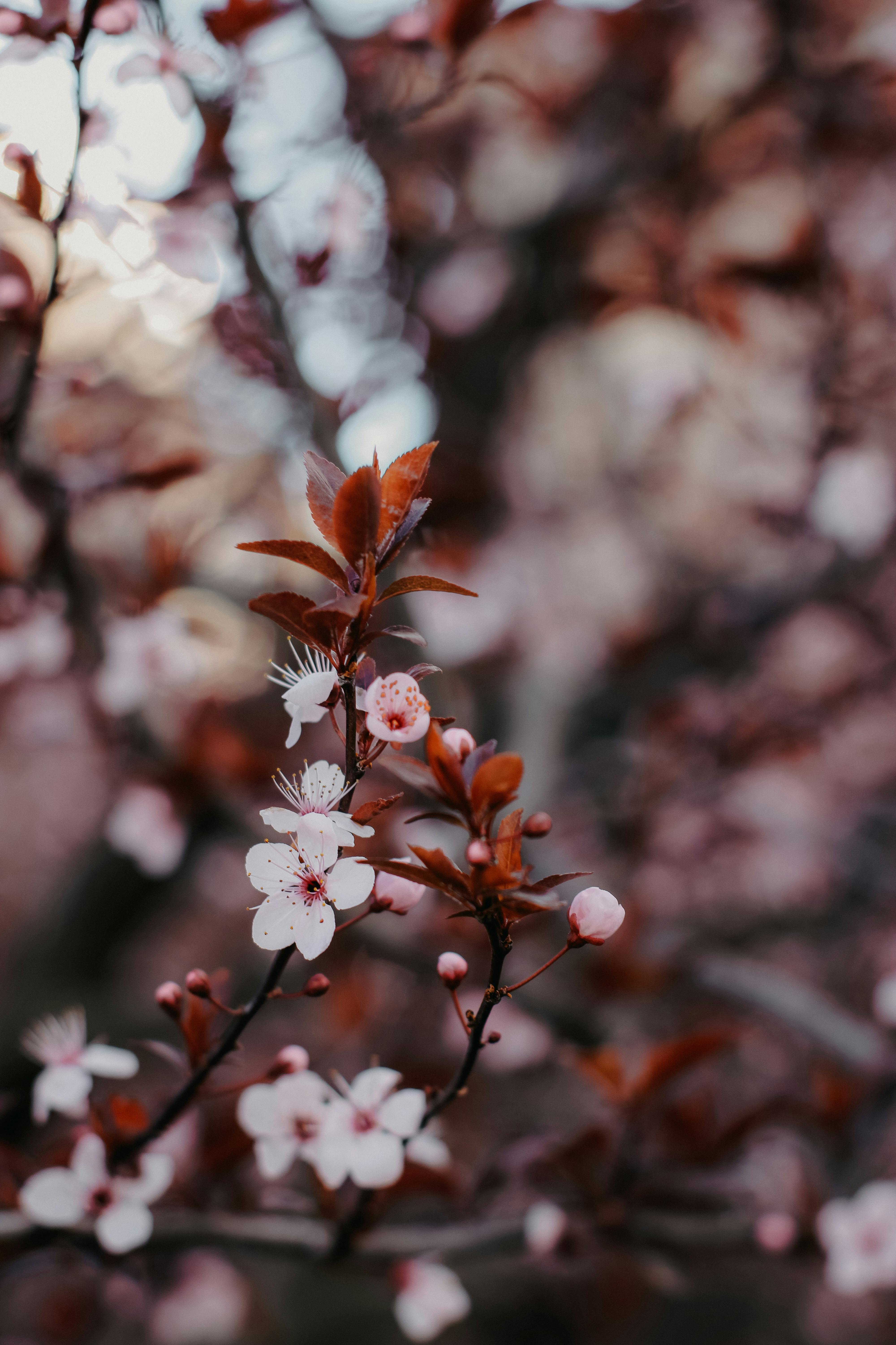 Peach Color Flower Photos, Download The BEST Free Peach Color Flower ...