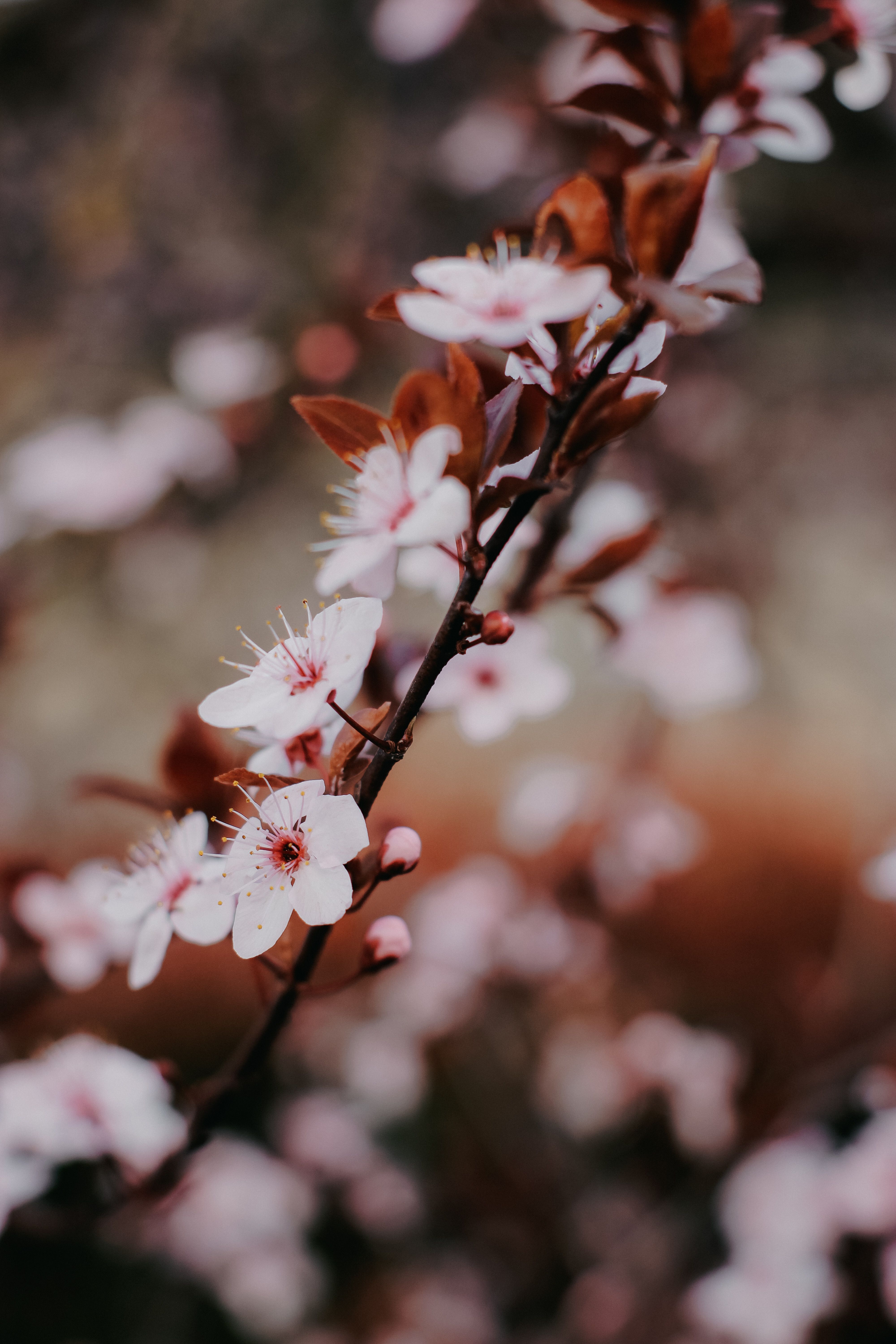 Close-up of Blooming Flowers on Tree Branch · Free Stock Photo