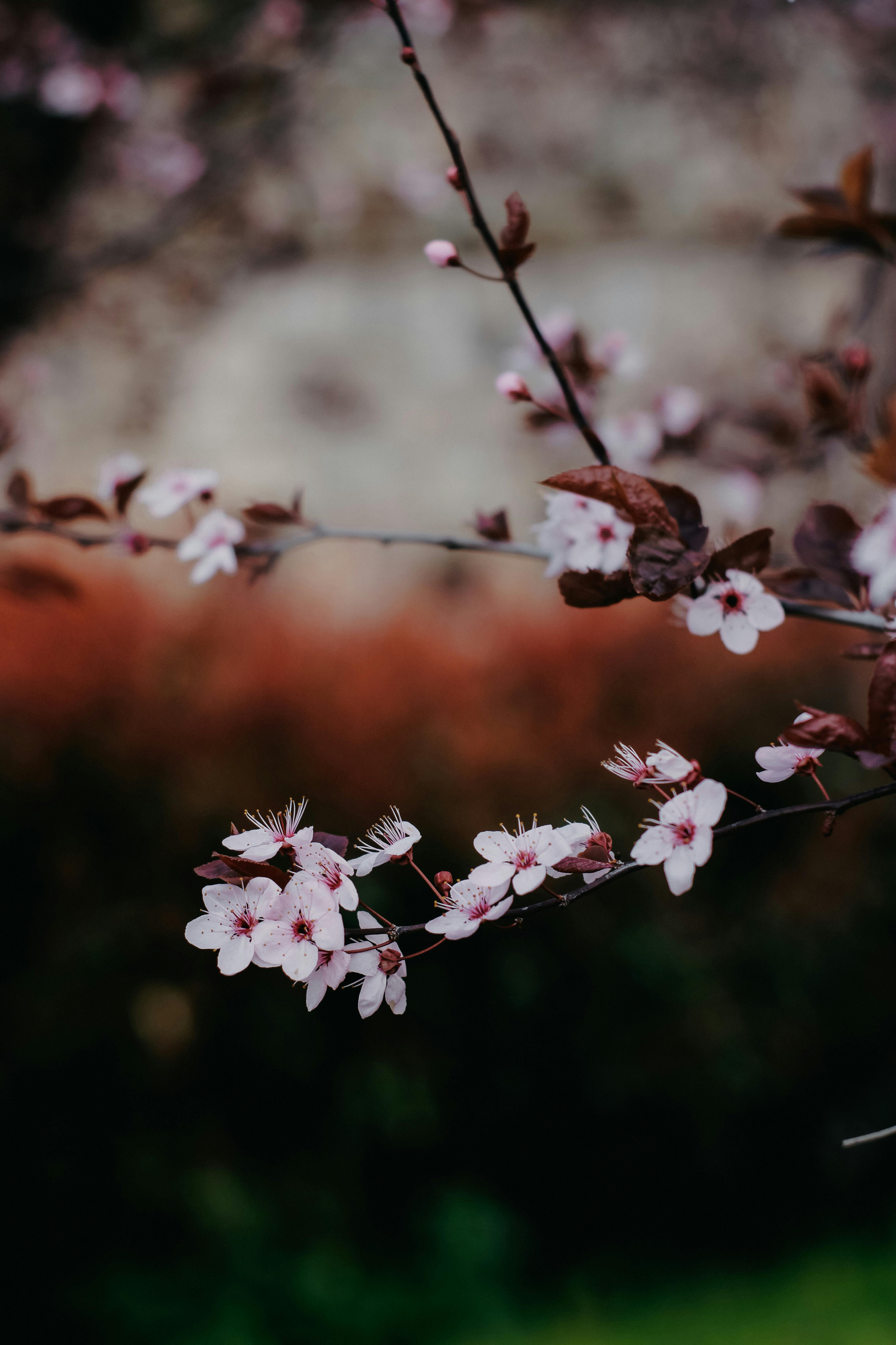 Pink Flowering Tree · Free Stock Photo