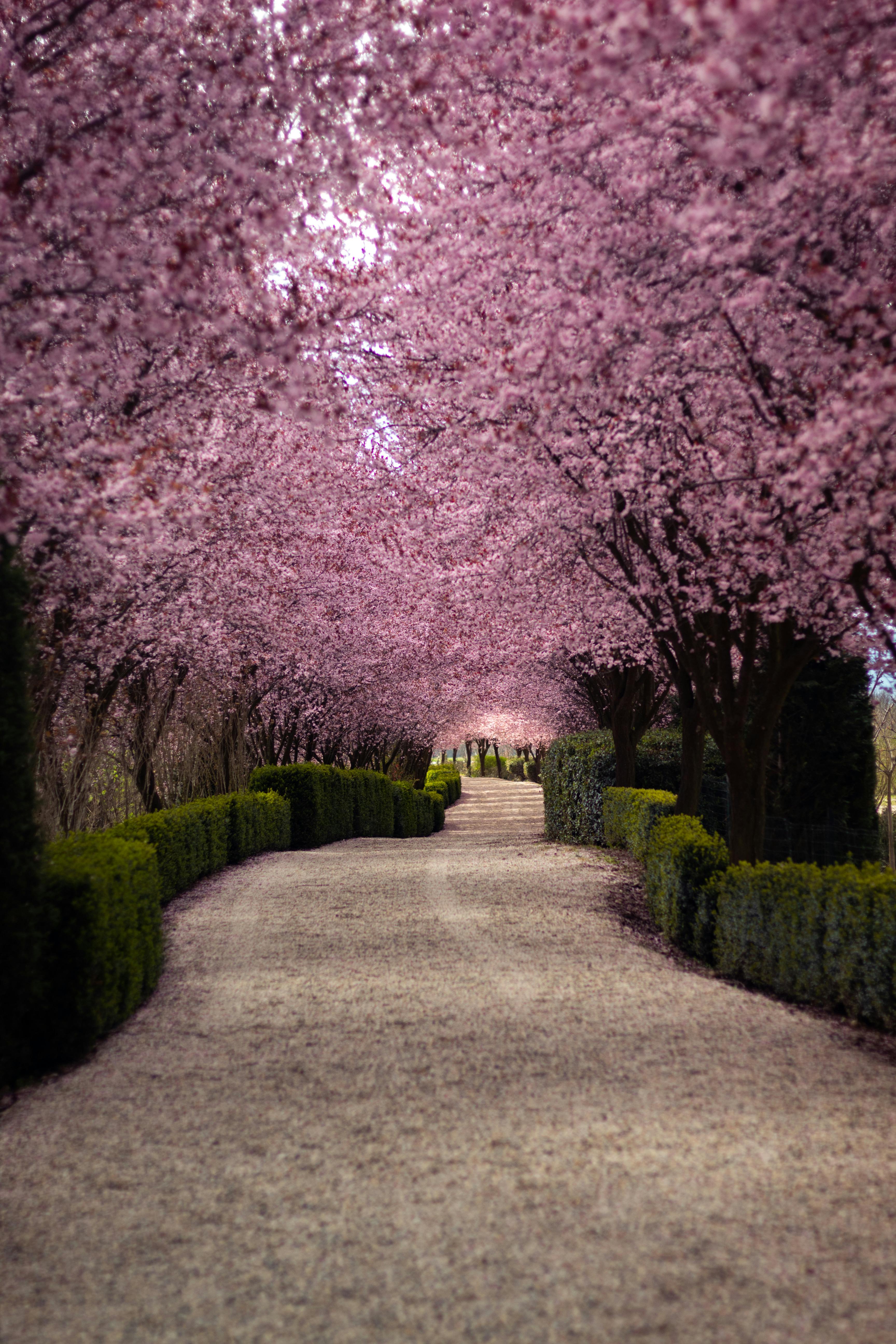 Path Among Cherry Blossoms · Free Stock Photo