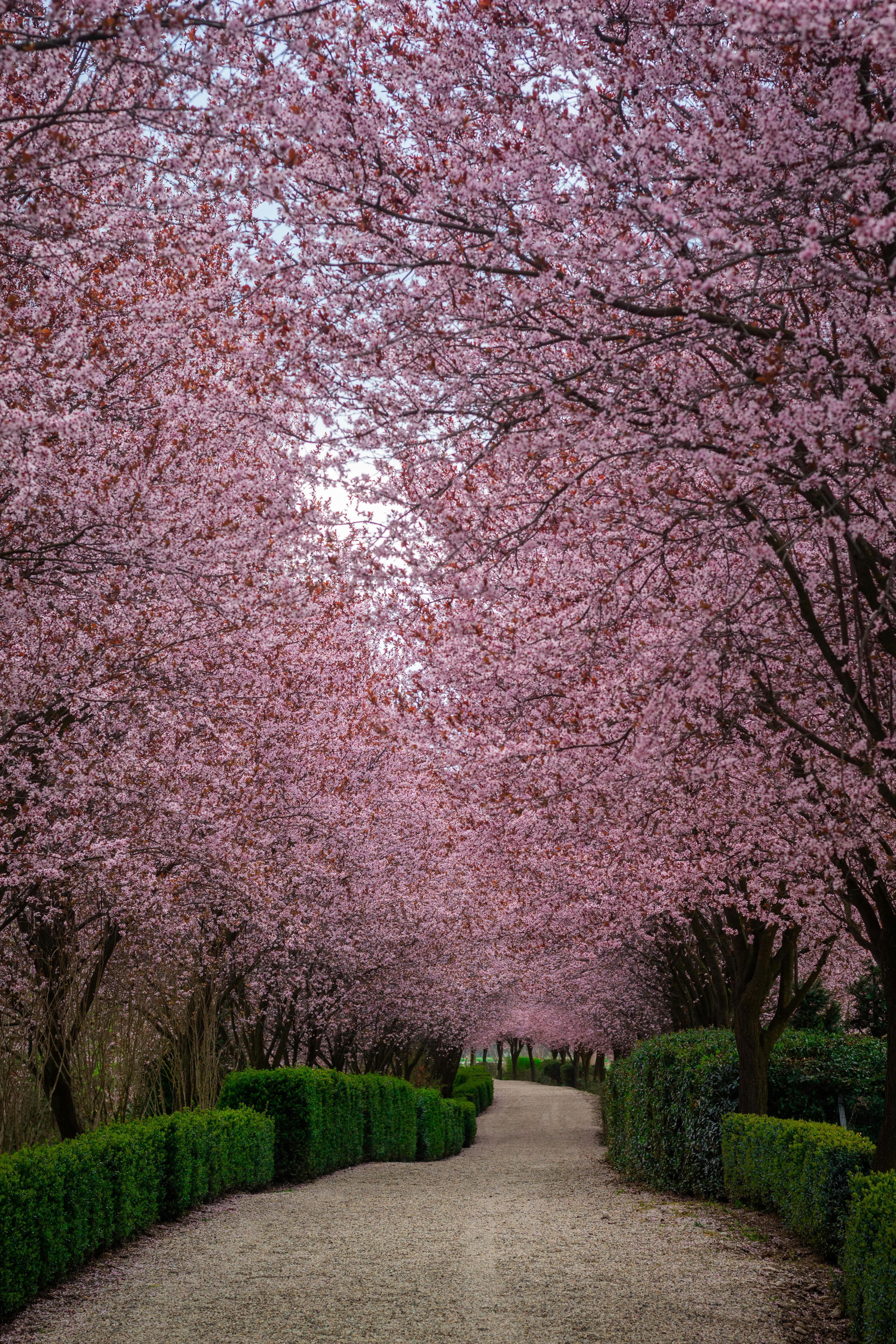 Blooming Cherry Trees in Summer Garden · Free Stock Photo