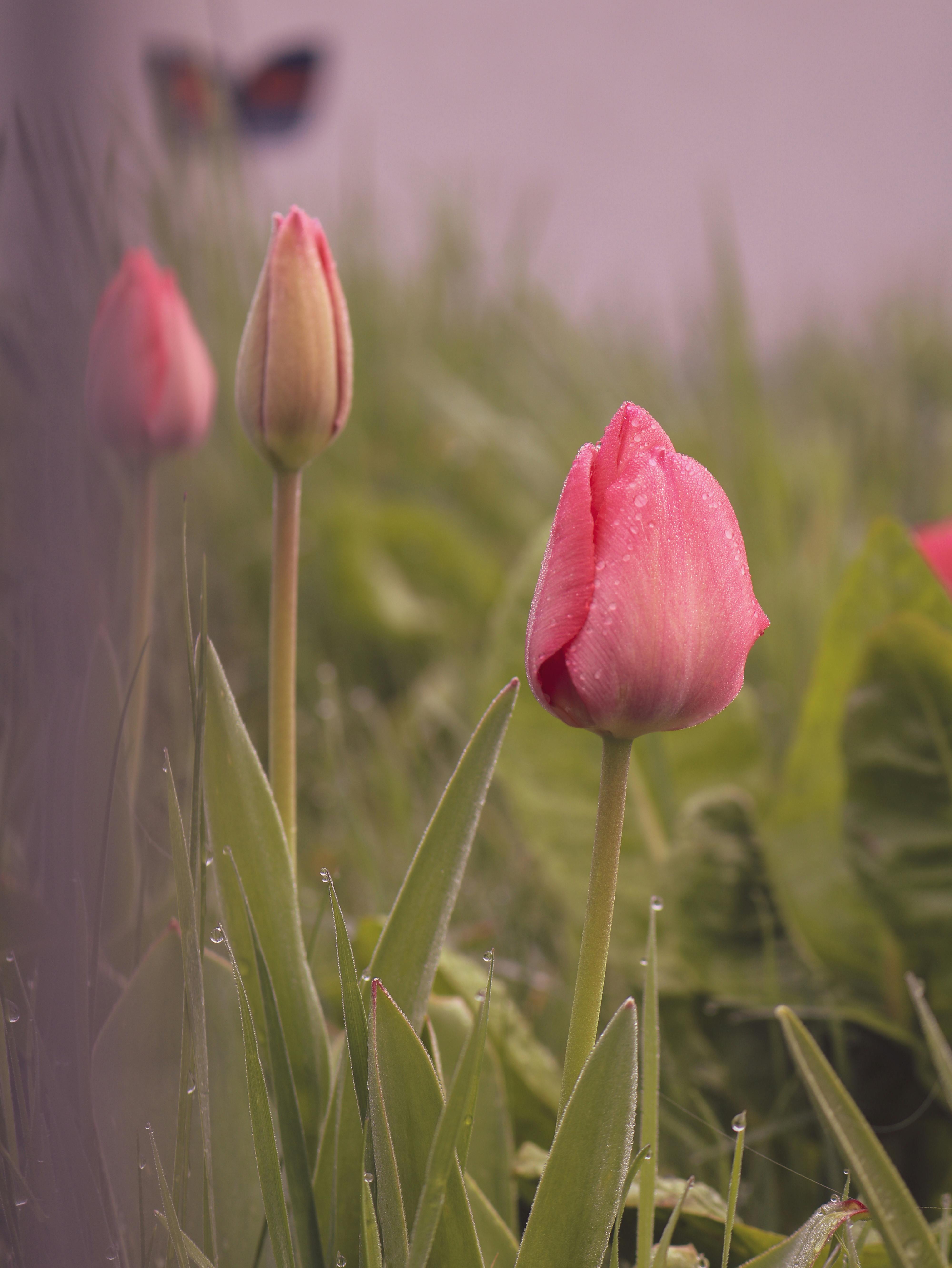 Pink Rose In Bloom · Free Stock Photo