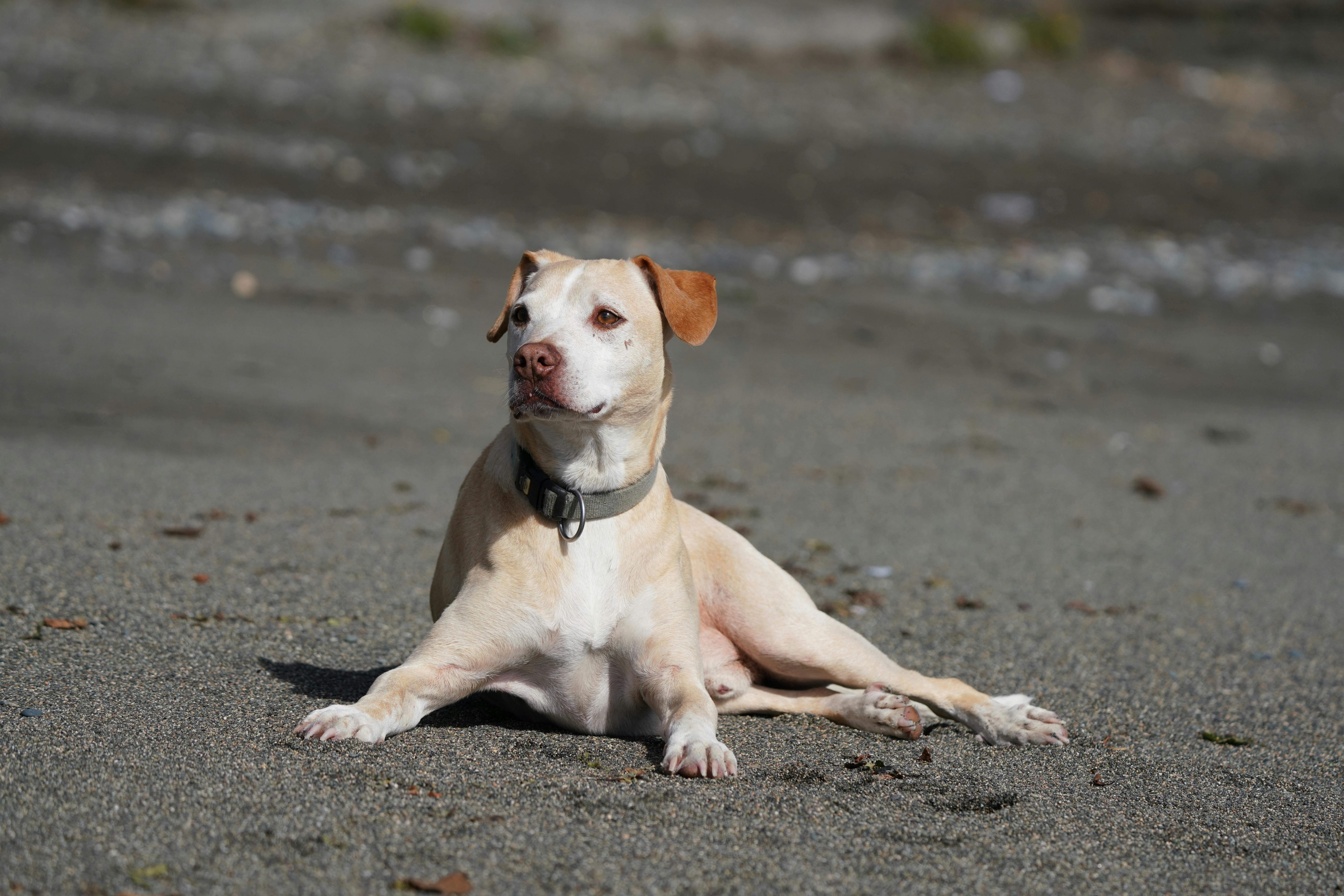 Scamper Photos, Download The BEST Free Scamper Stock Photos & HD Images