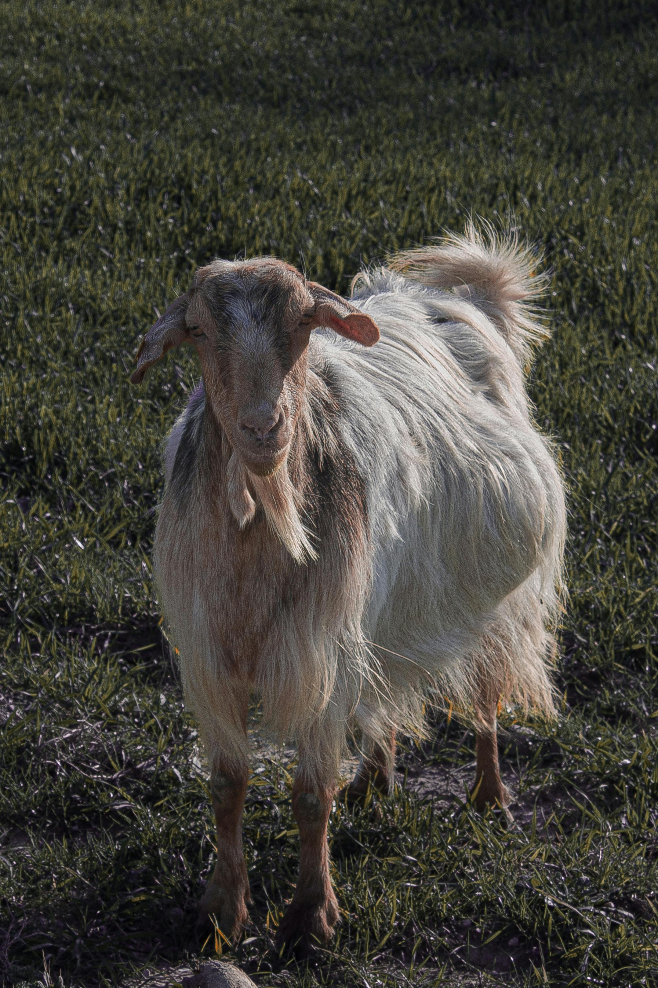 Damascus Goat on Grass · Free Stock Photo