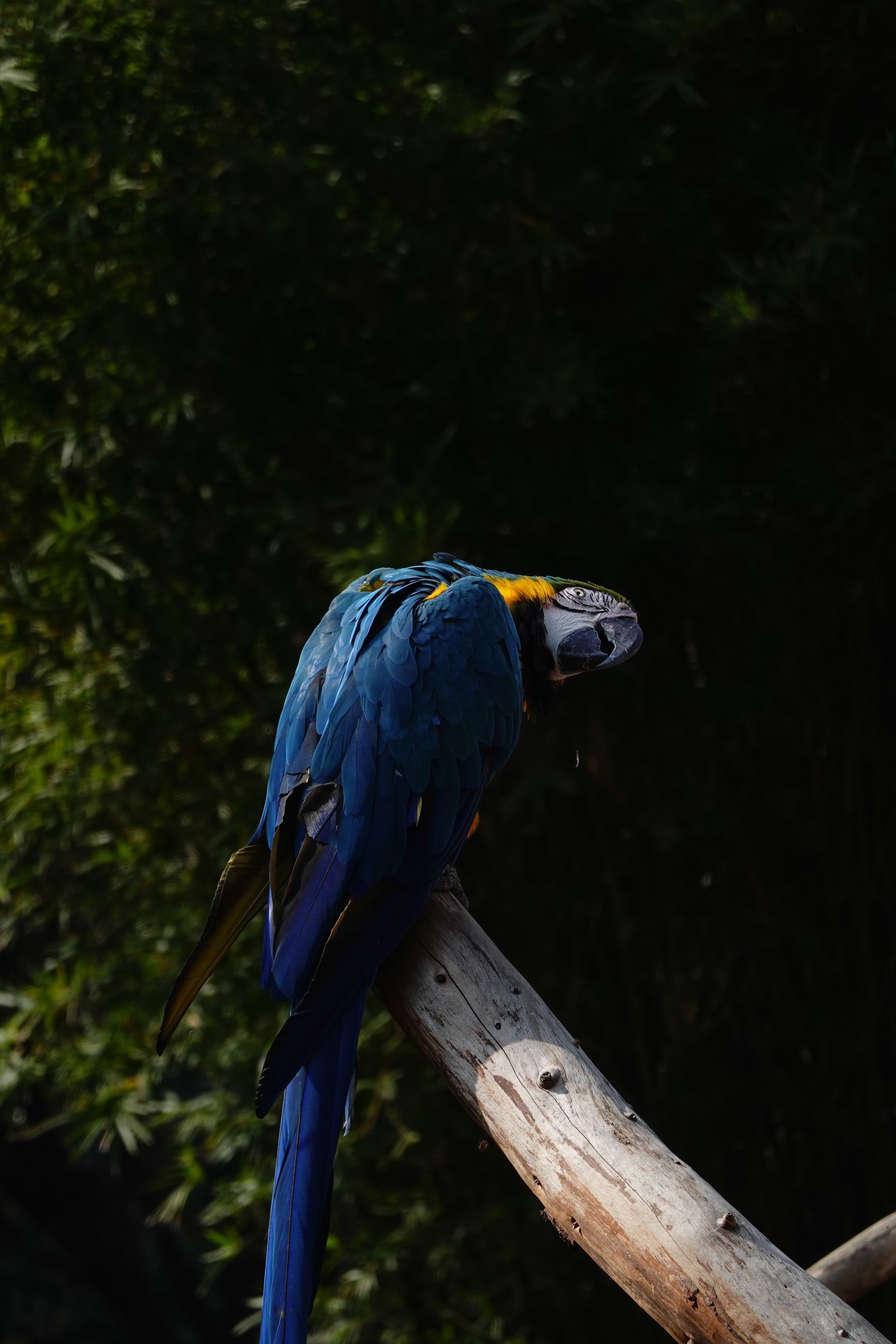 Macaw Perching on Branch in Rainforest · Free Stock Photo