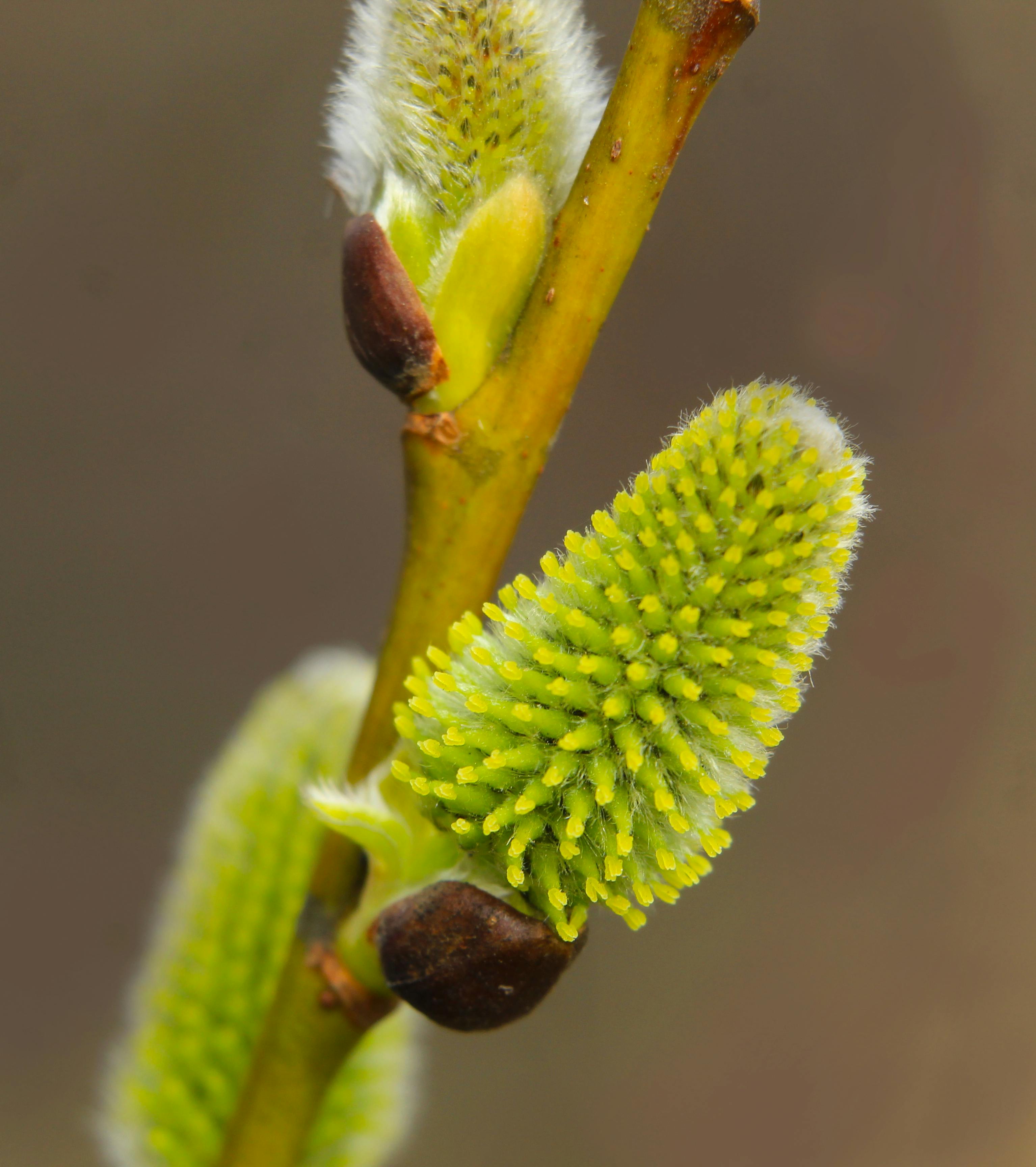 A close up of a young tree branch with buds · Free Stock Photo