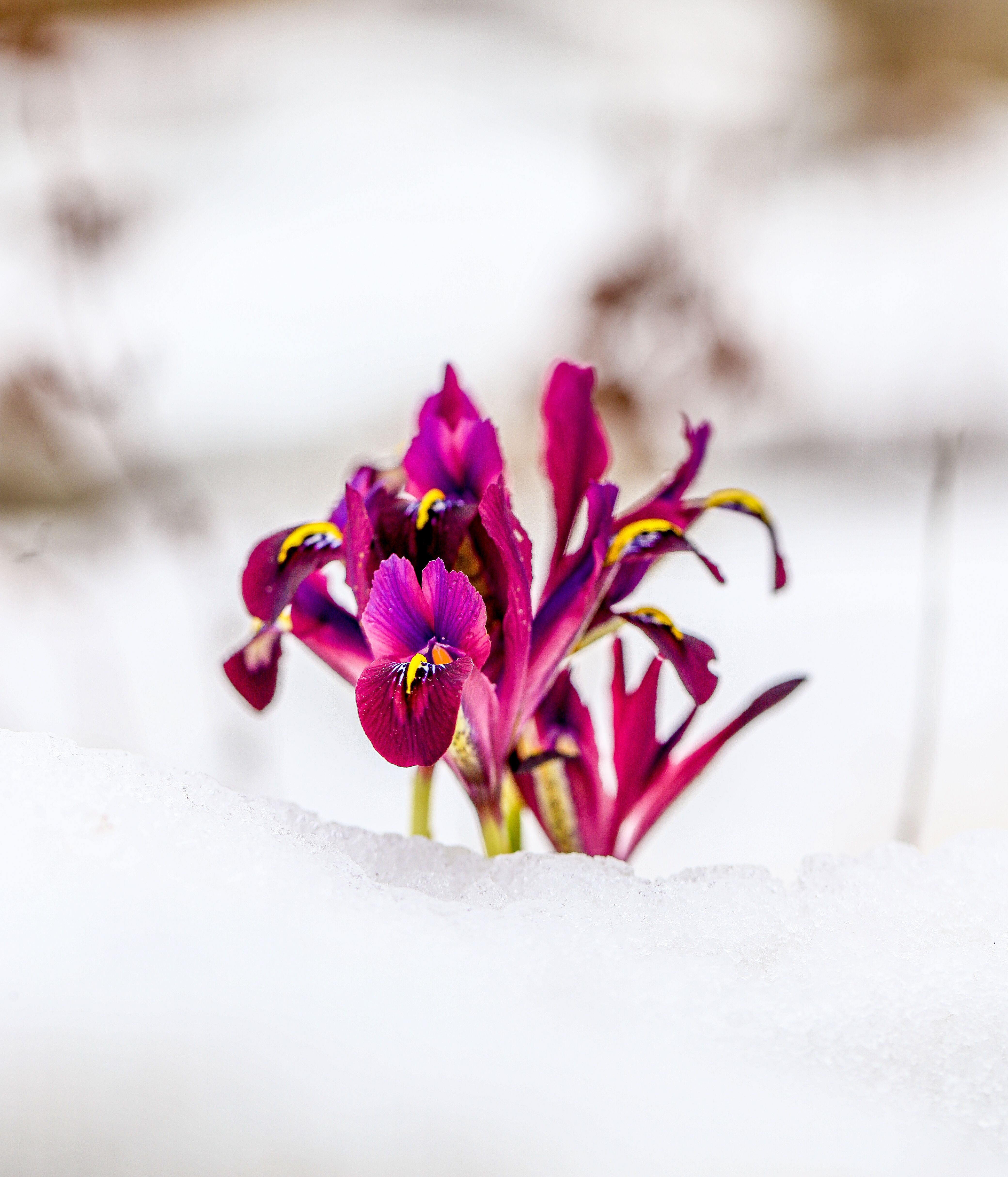 Purple iris in snow · Free Stock Photo