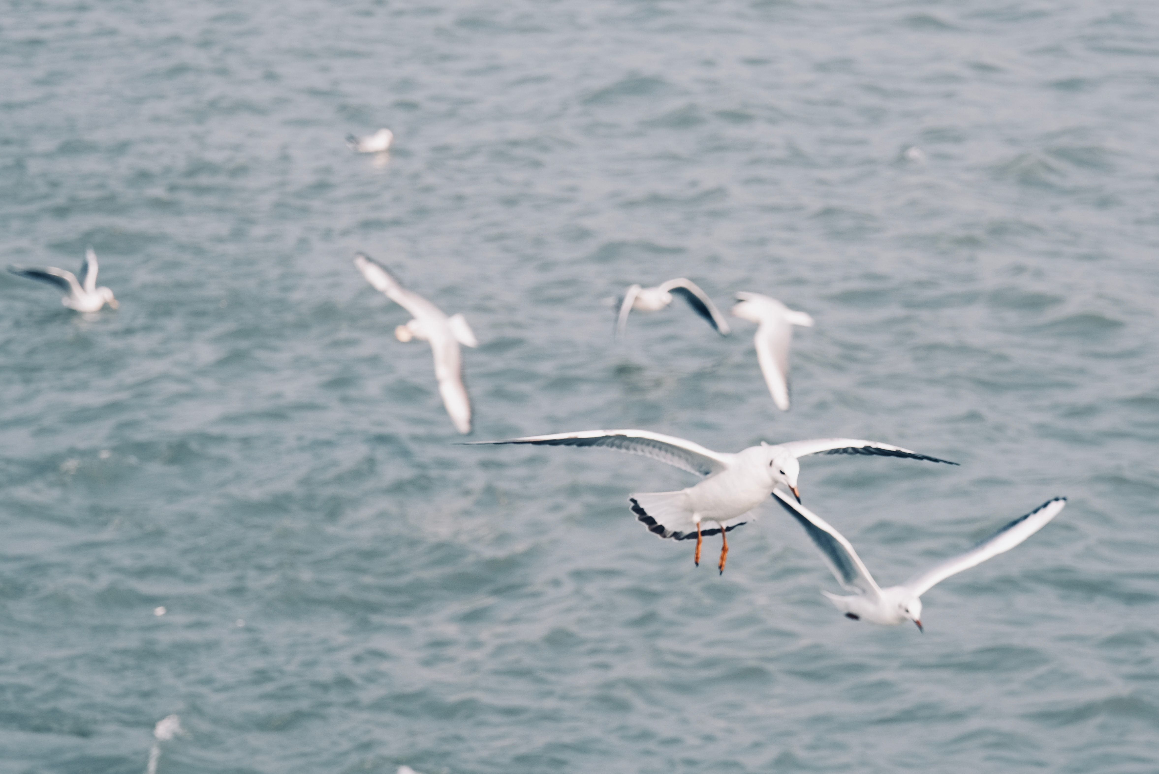 Seagull in clear sky over sea · Free Stock Photo