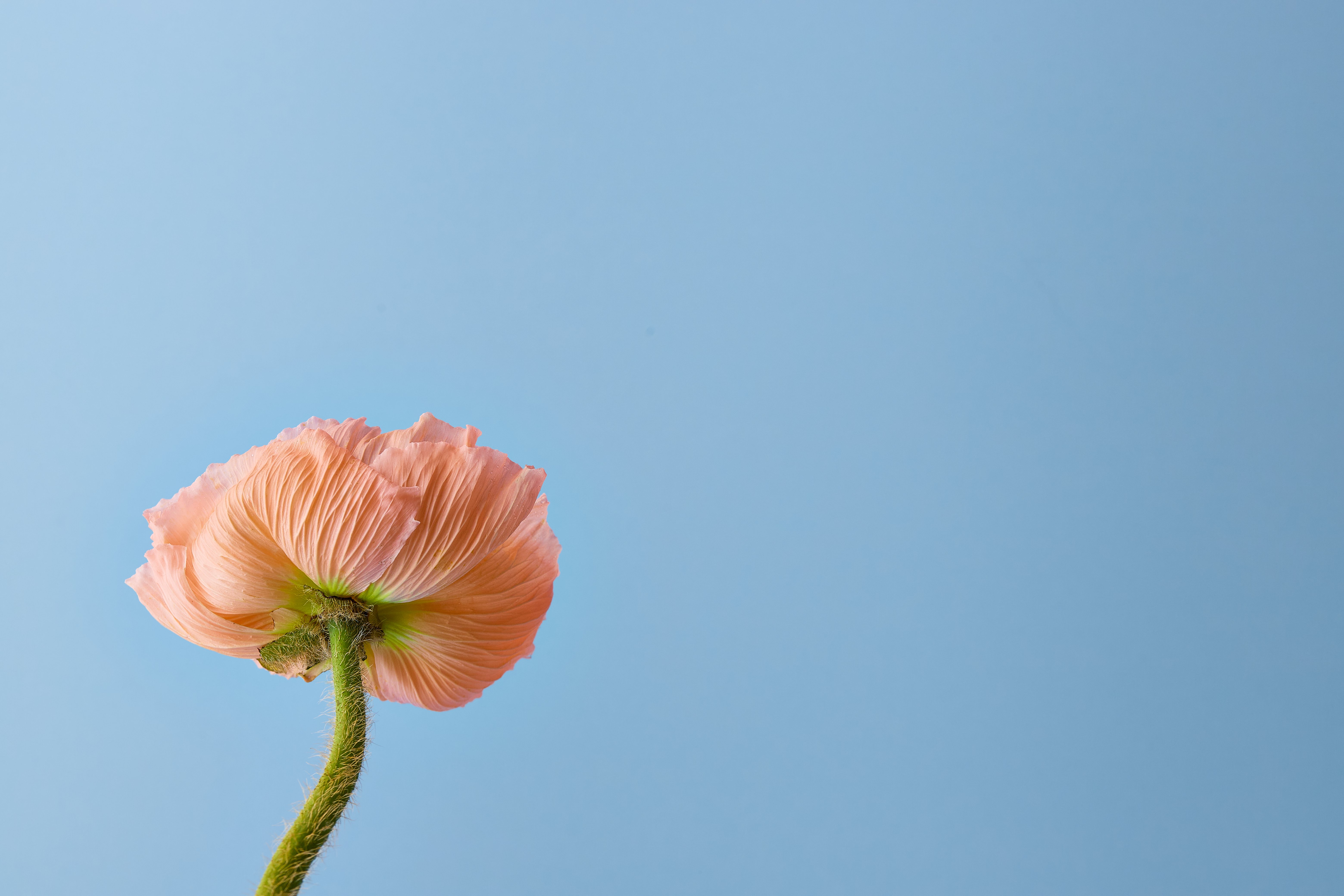 Low Angle Shot of Flower · Free Stock Photo