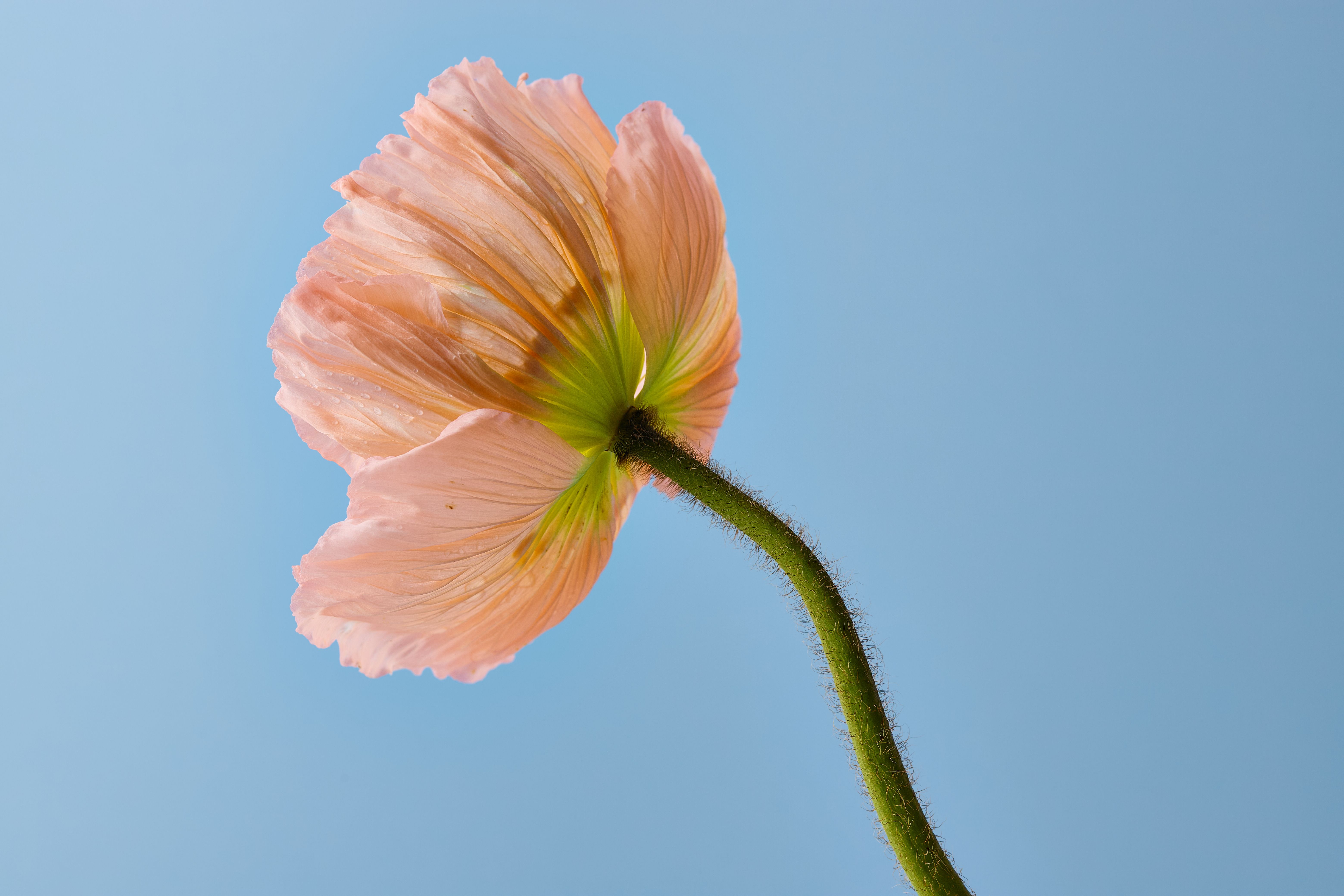 Iceland Poppy Flower · Free Stock Photo