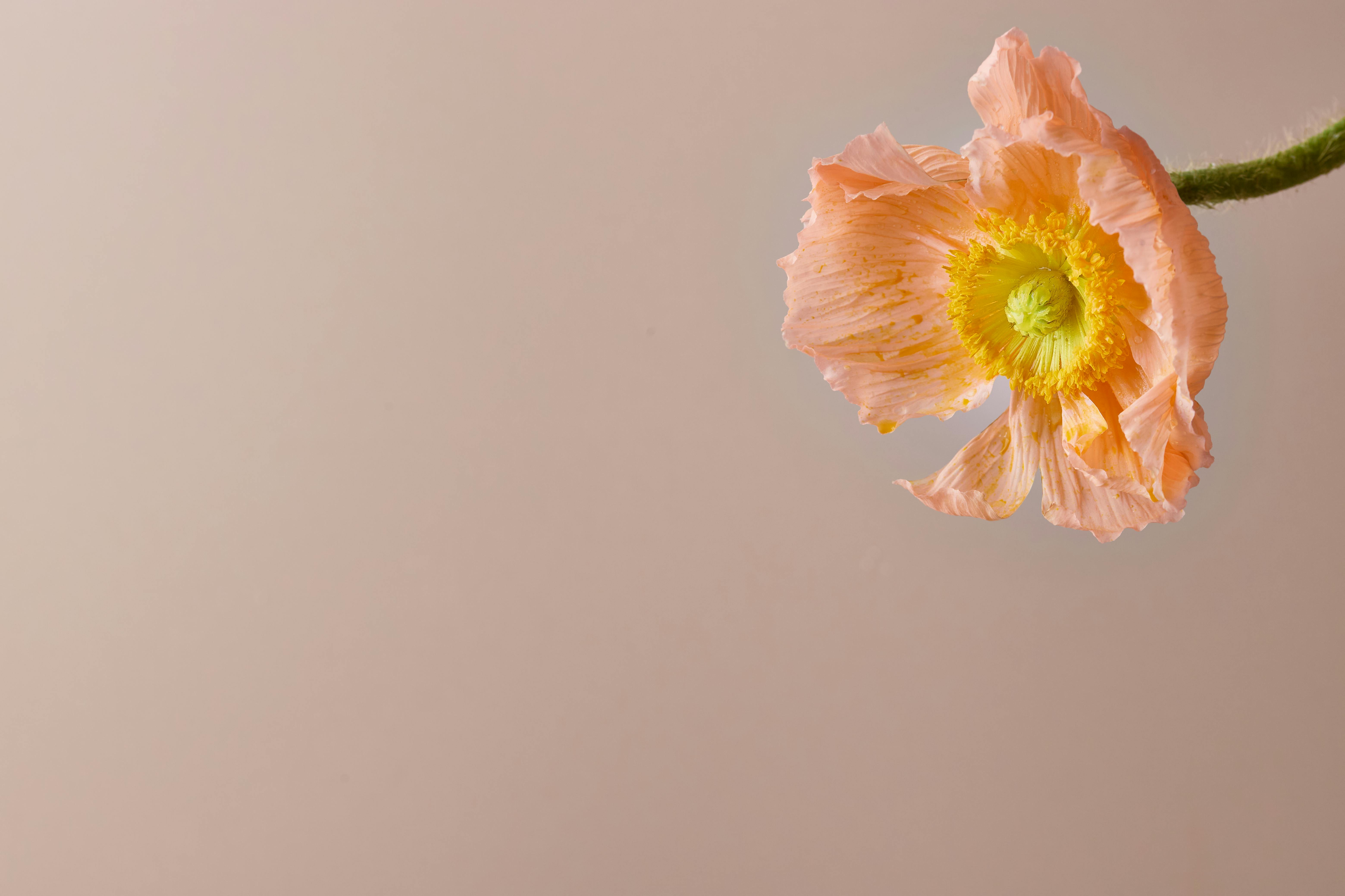 Flower Series Photos, Download The BEST Free Flower Series Stock Photos ...