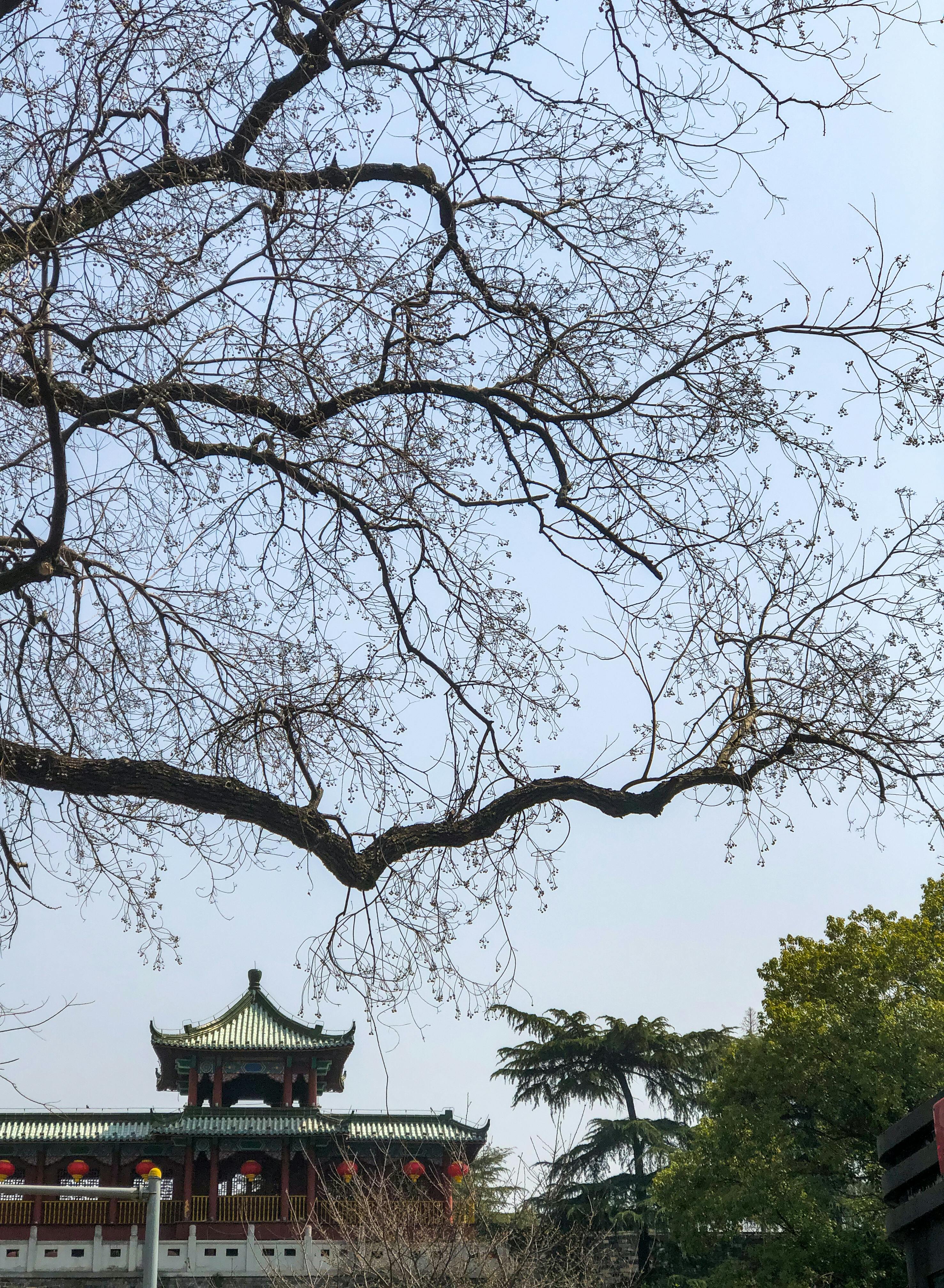 Cheng Shi Song - 摄影