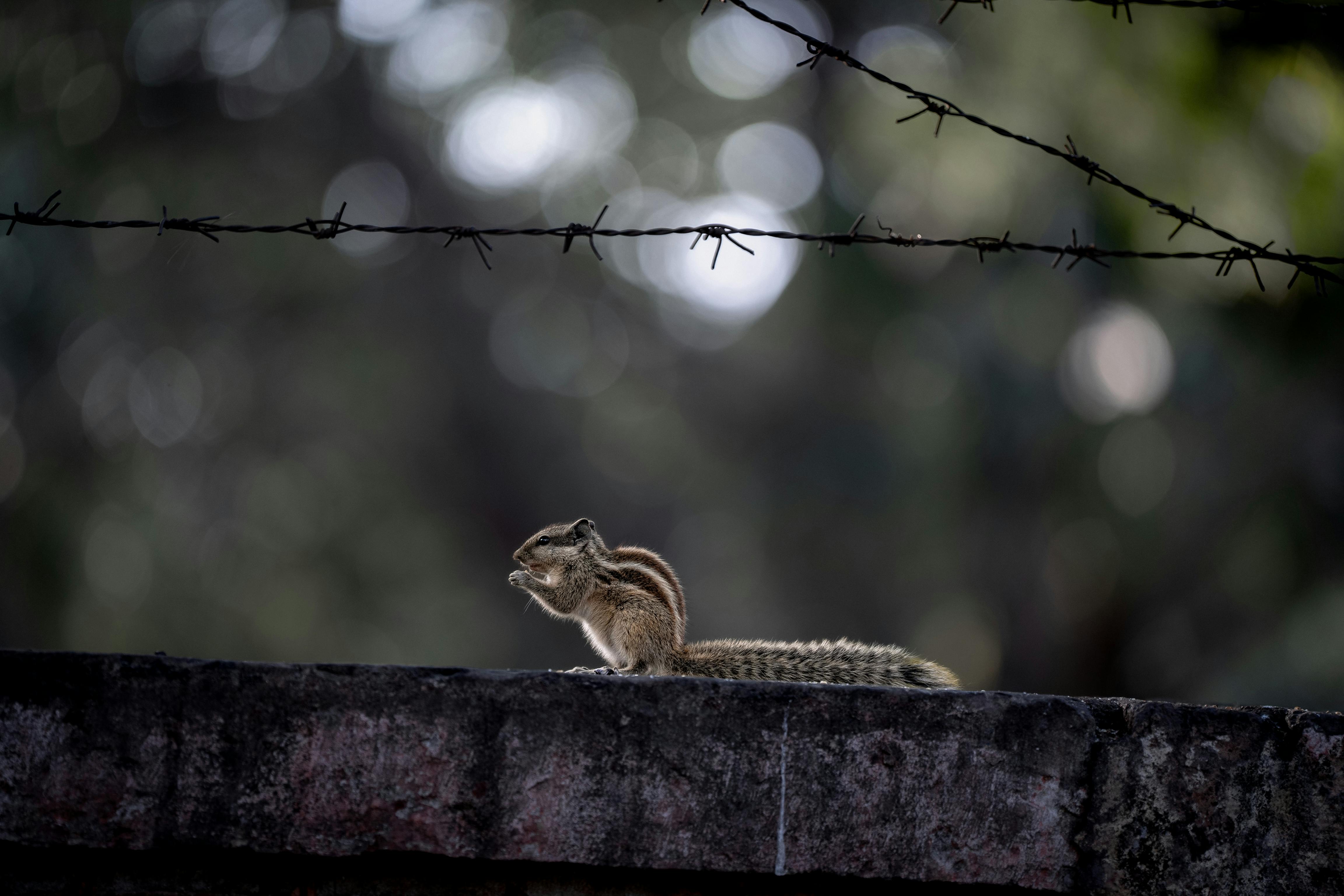 Chipmunk on Wall under Barbed Wire · Free Stock Photo