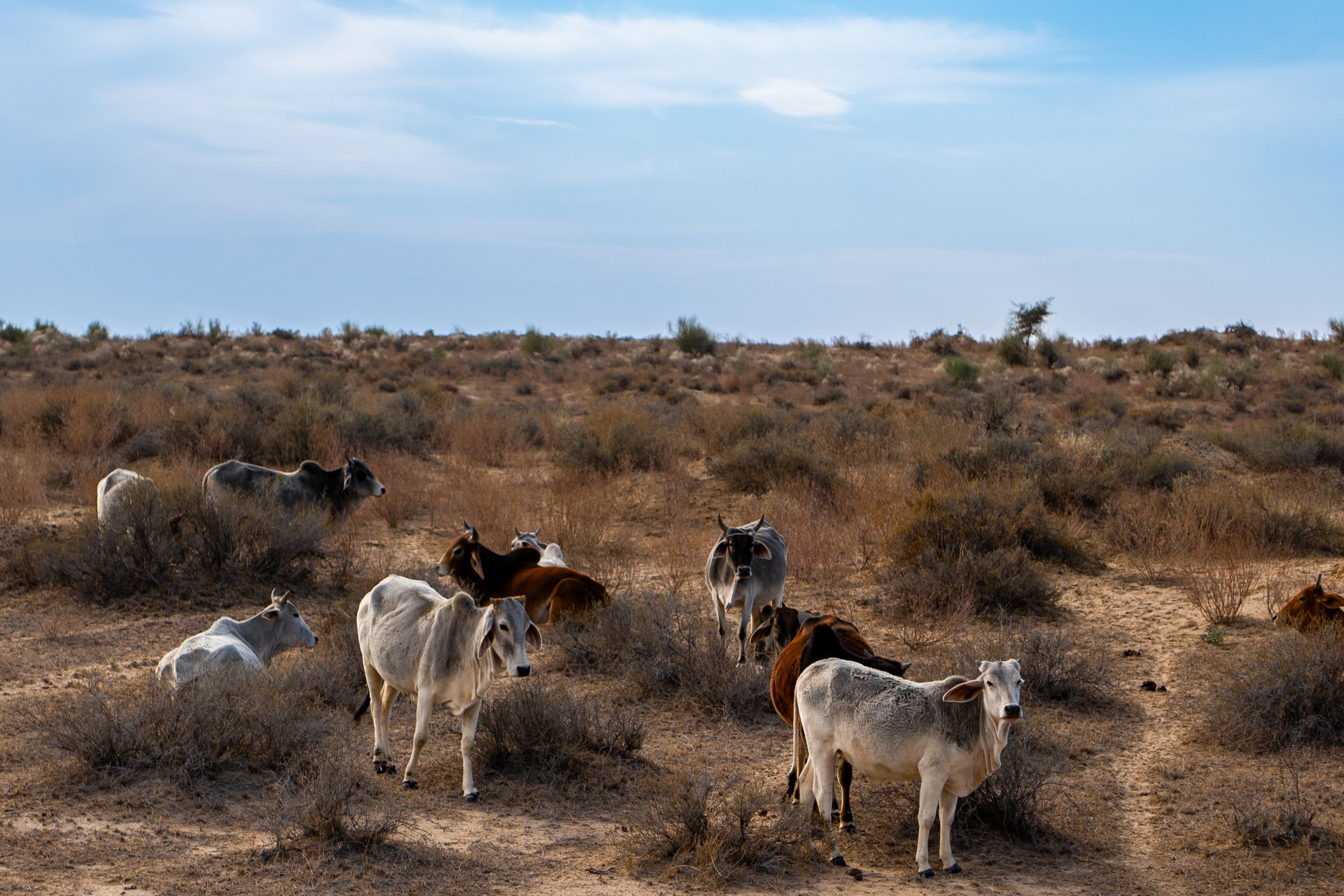 Cows Pasturing on Dry Meadow · Free Stock Photo
