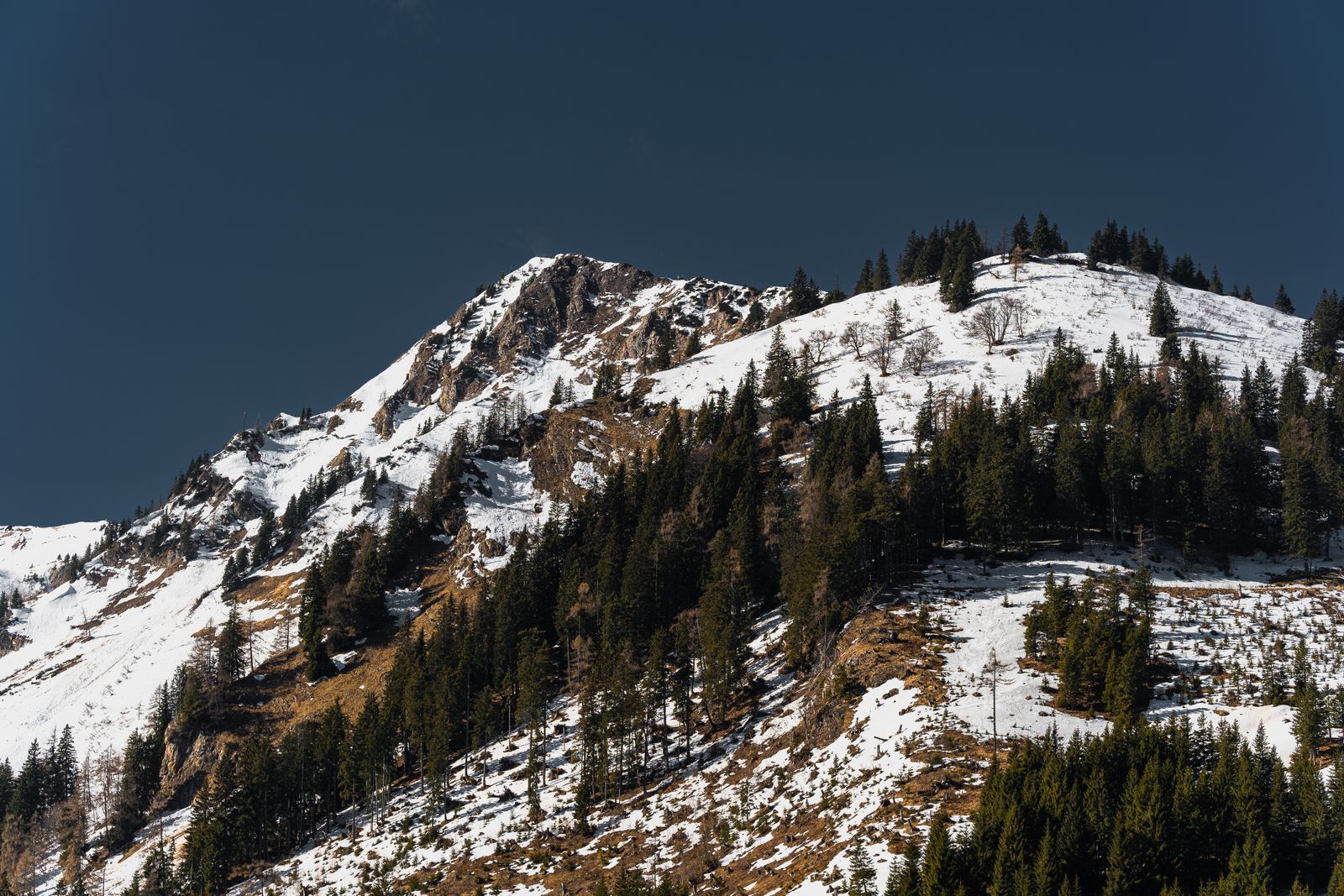 Snow Laden Trees Photos, Download The BEST Free Snow Laden Trees Stock ...