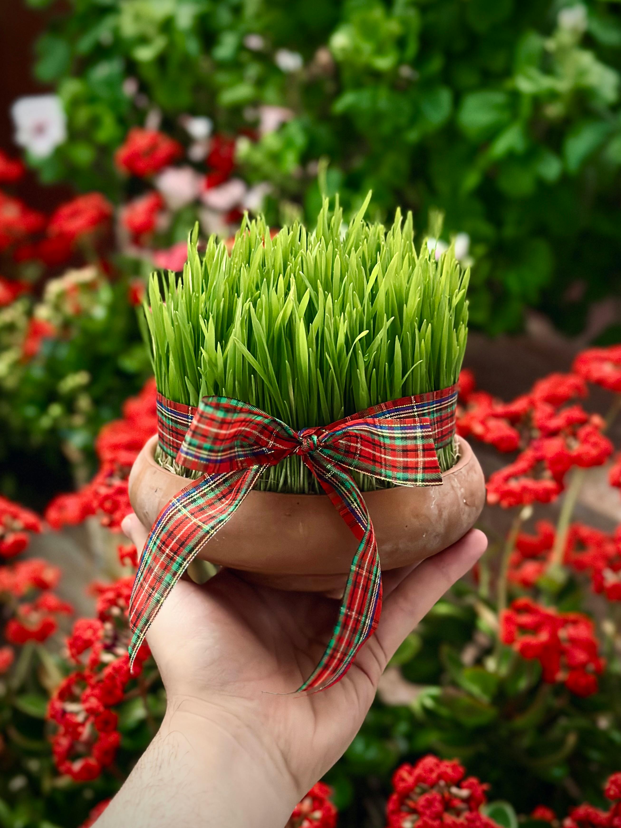 Free Crop Pot Photos, Download The BEST Free Free Crop Pot Stock Photos ...