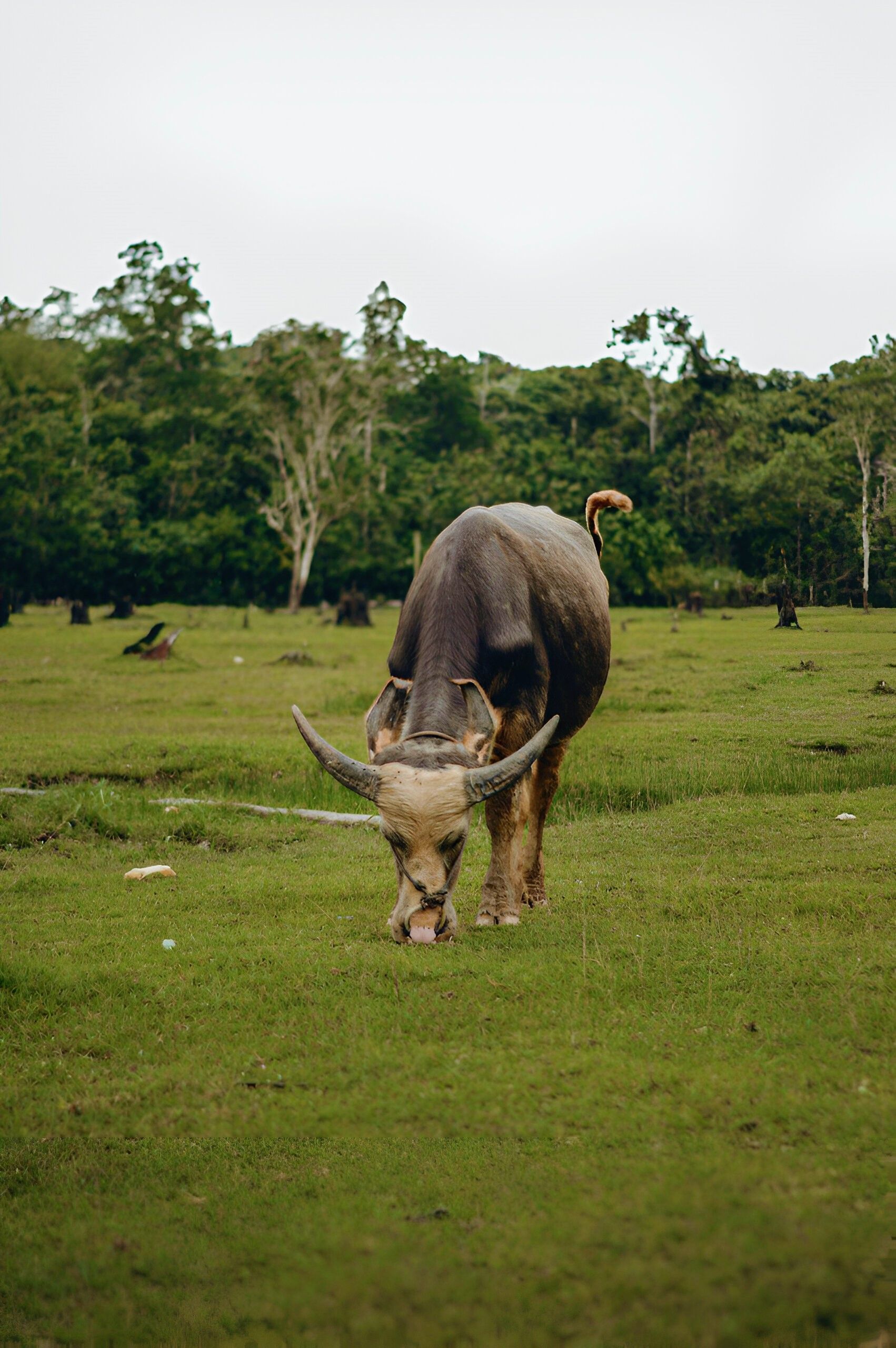 Best Free Carabao Photos, Download The BEST Free Best Free Carabao ...
