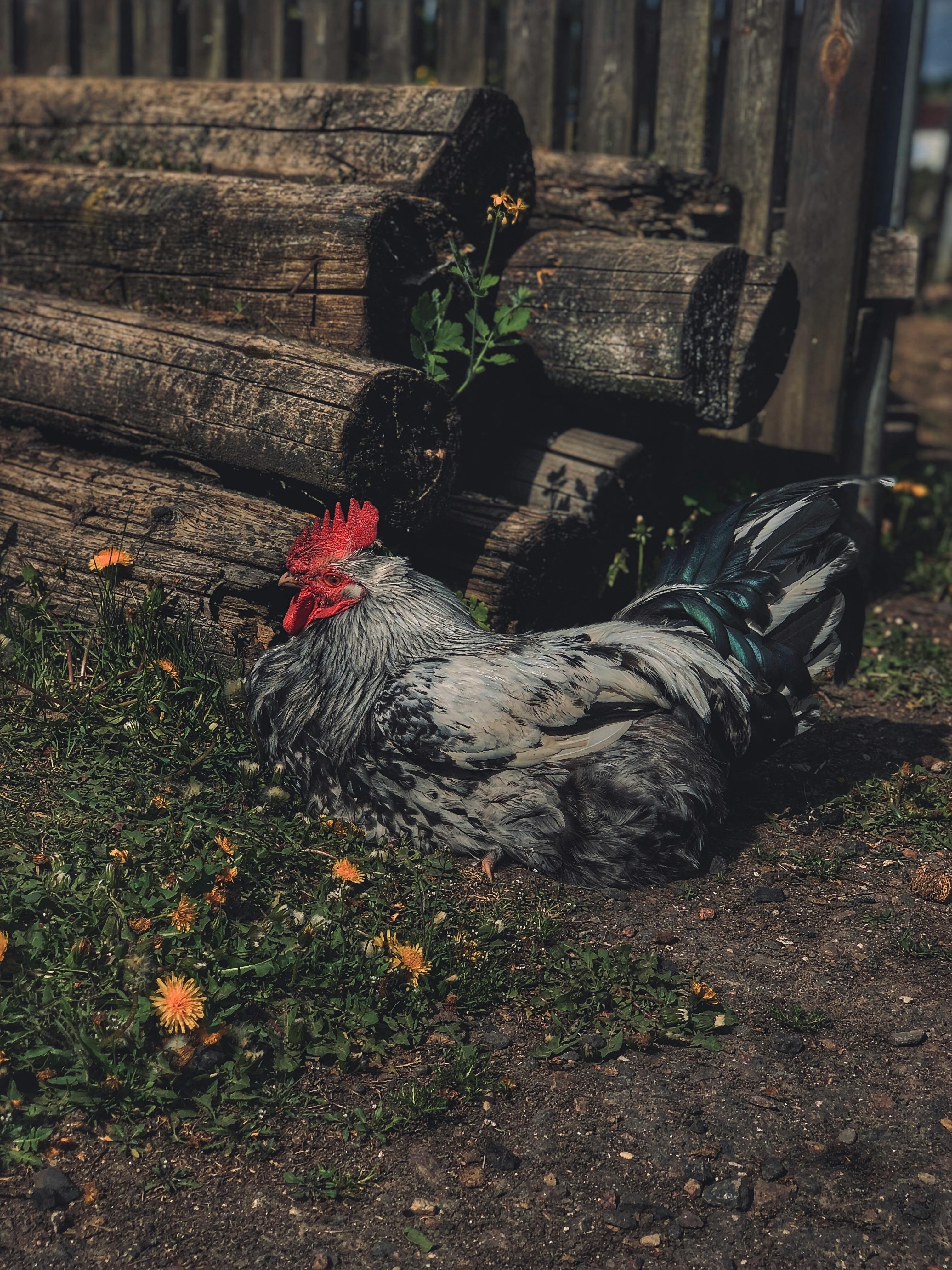 Close up of a Rooster · Free Stock Photo