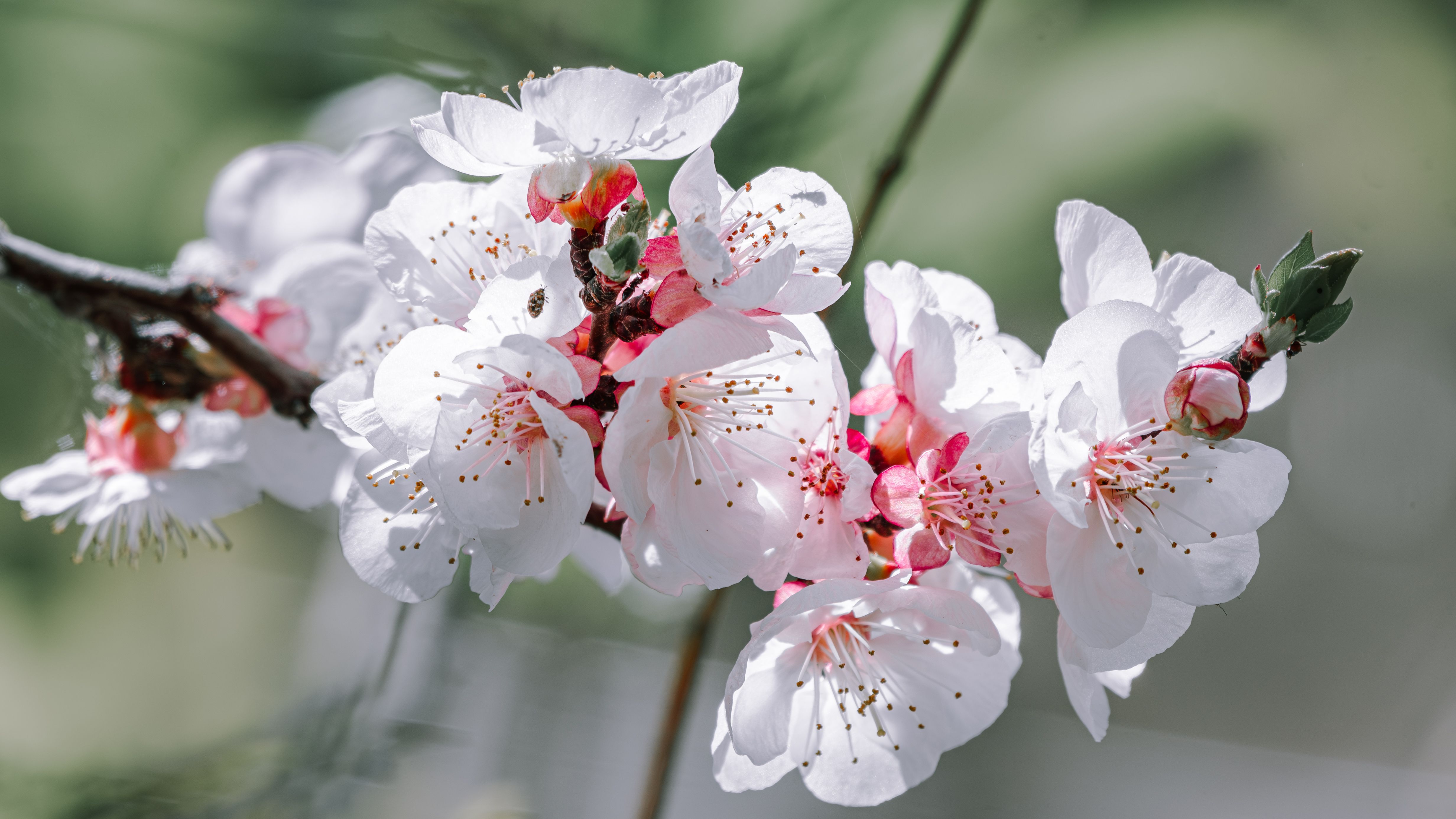 Close-up of Delicate Flowers on a Flowering Tree in Spring · Free Stock ...