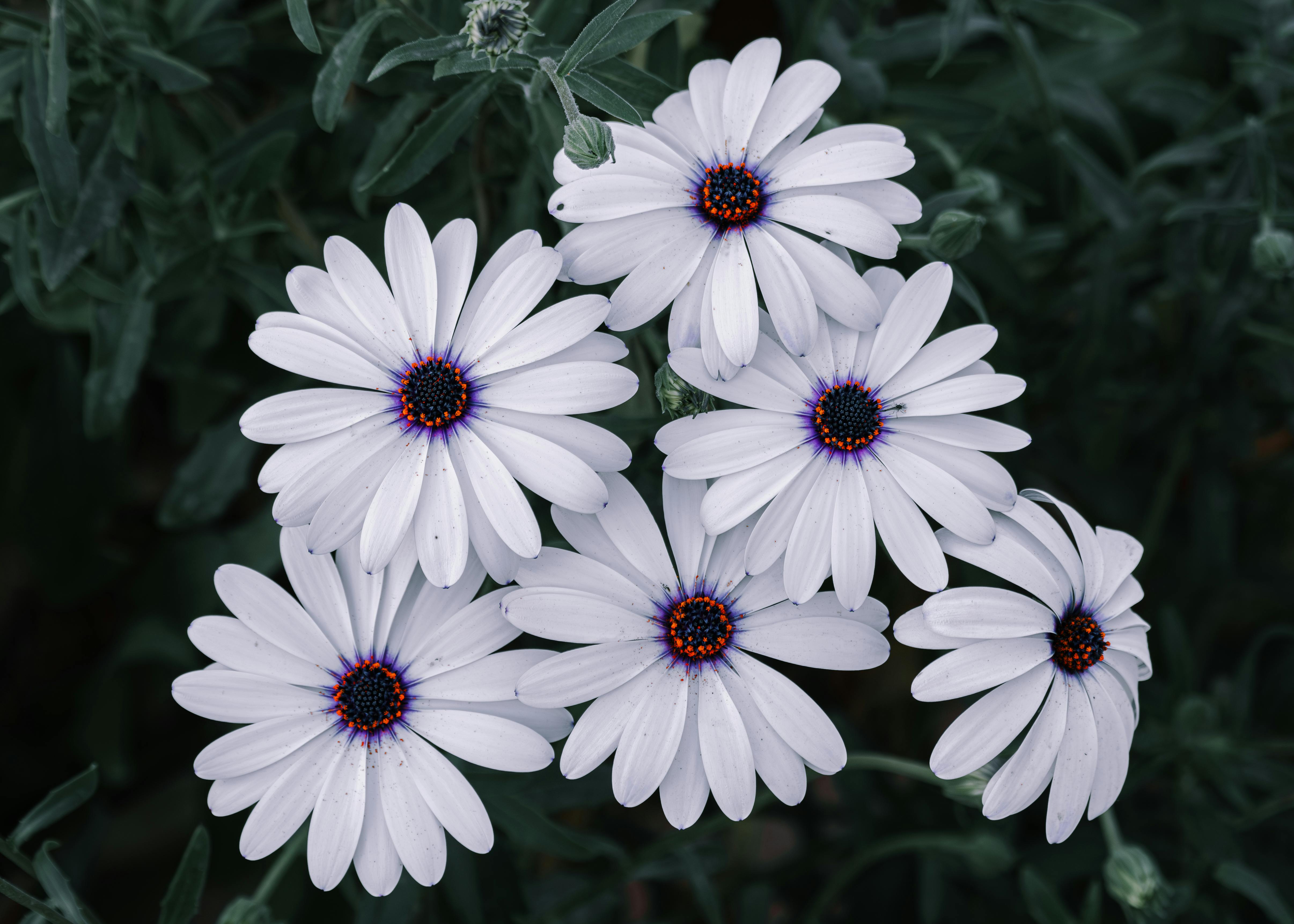 Close-up of a Bunch of Cape Daisies Growing in a Garden · Free Stock Photo