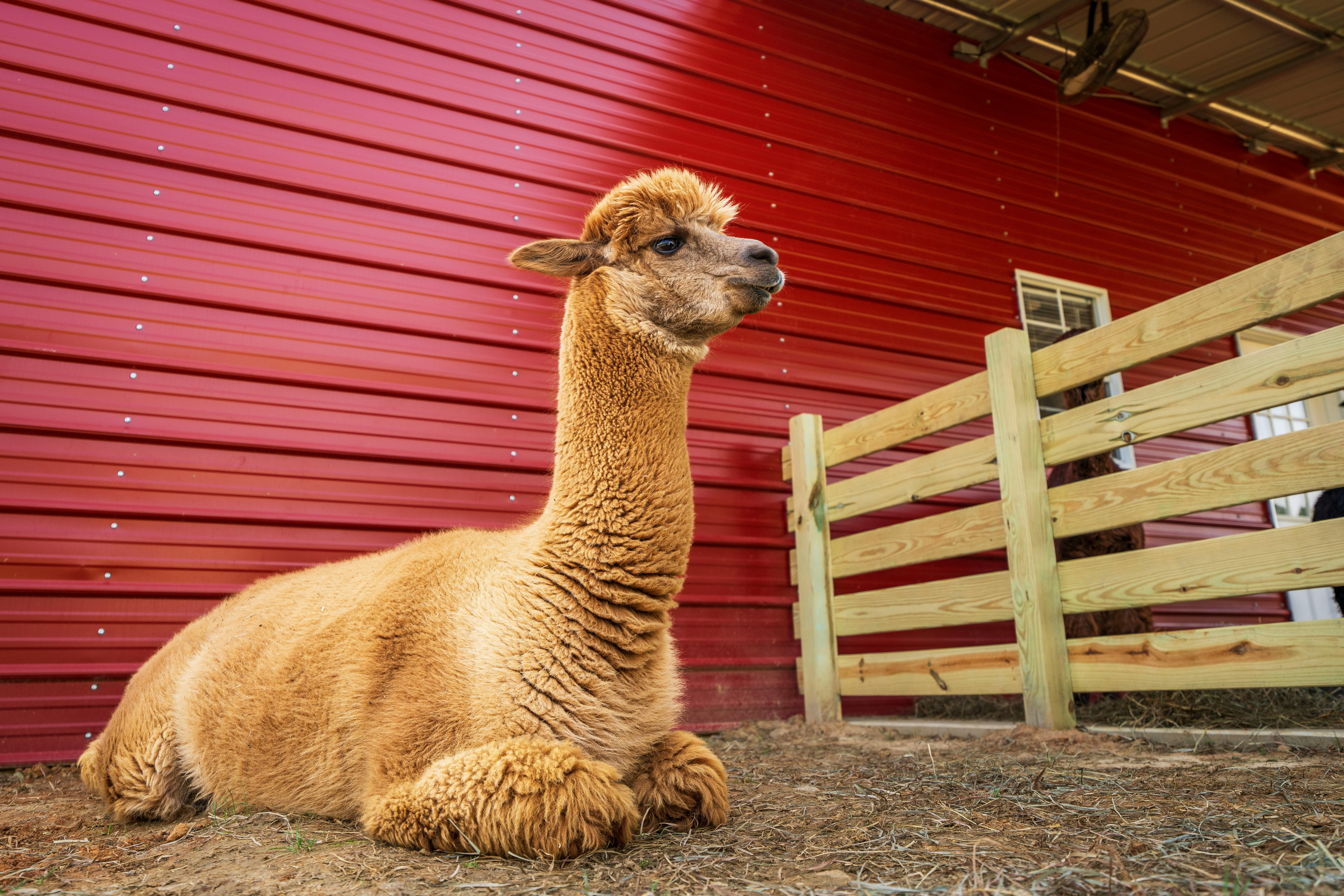 A Brown Alpaca Sitting on the Ground in an Enclosure · Free Stock Photo