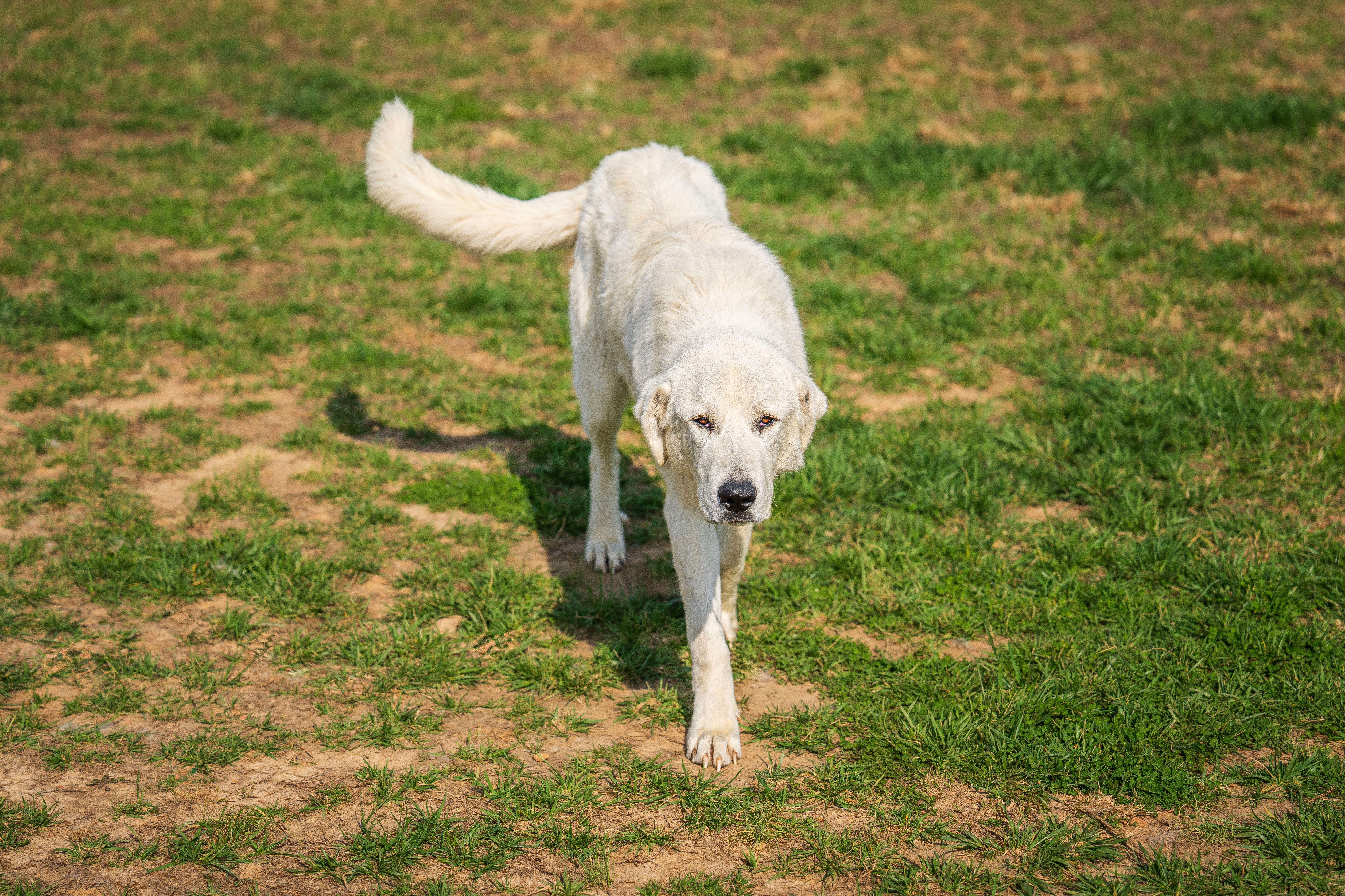 A Dog Walking on Grass in Sunlight · Free Stock Photo