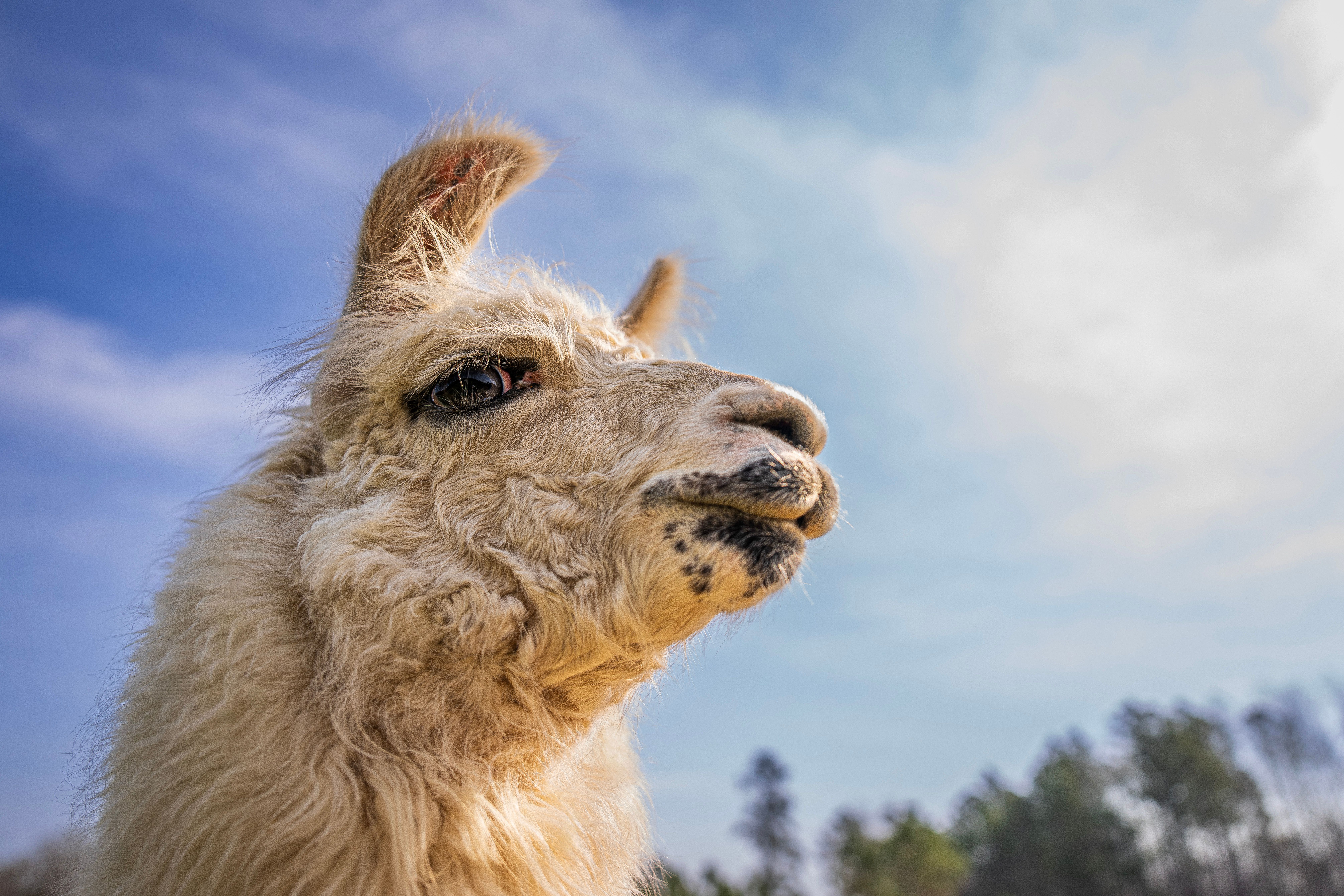 Head of Llama · Free Stock Photo